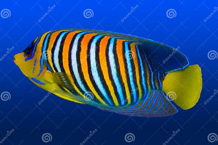 Angel fish stock image. Image of bright, climate, blue - 11958357
