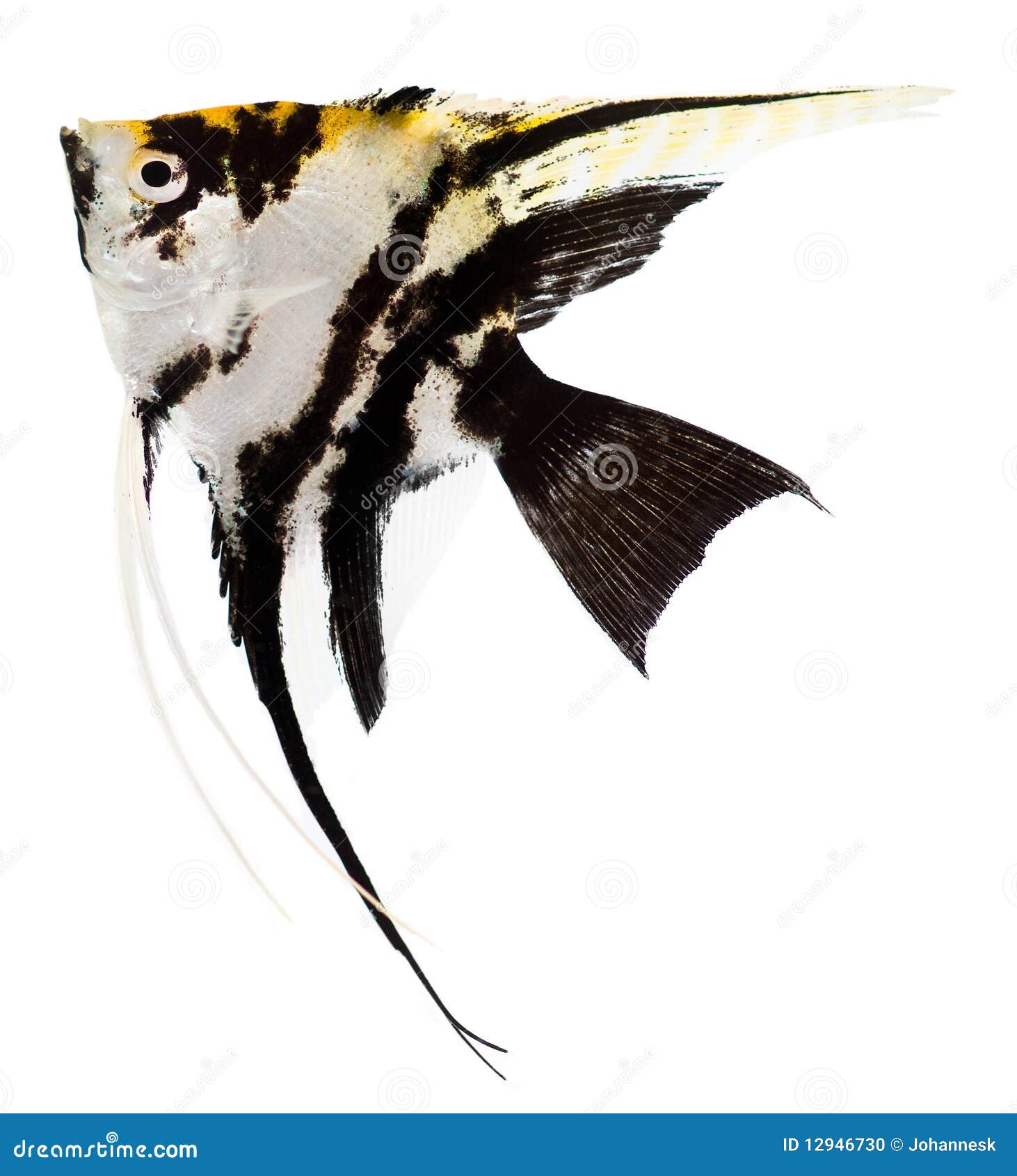Angel Fish Stock Photo - Image: 12946730
