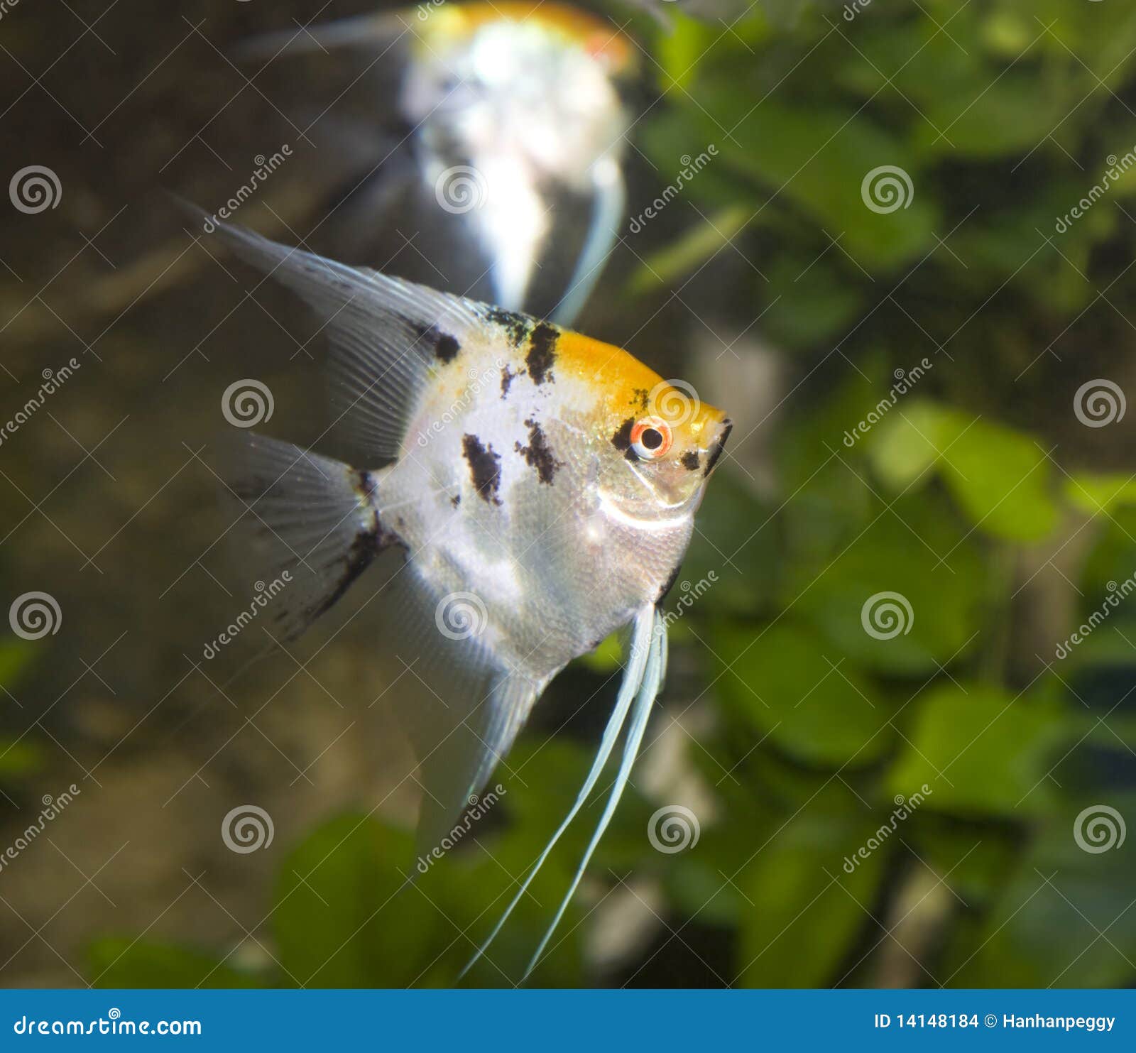 Angel fish stock photo. Image of wildlife, deep, marine - 14148184