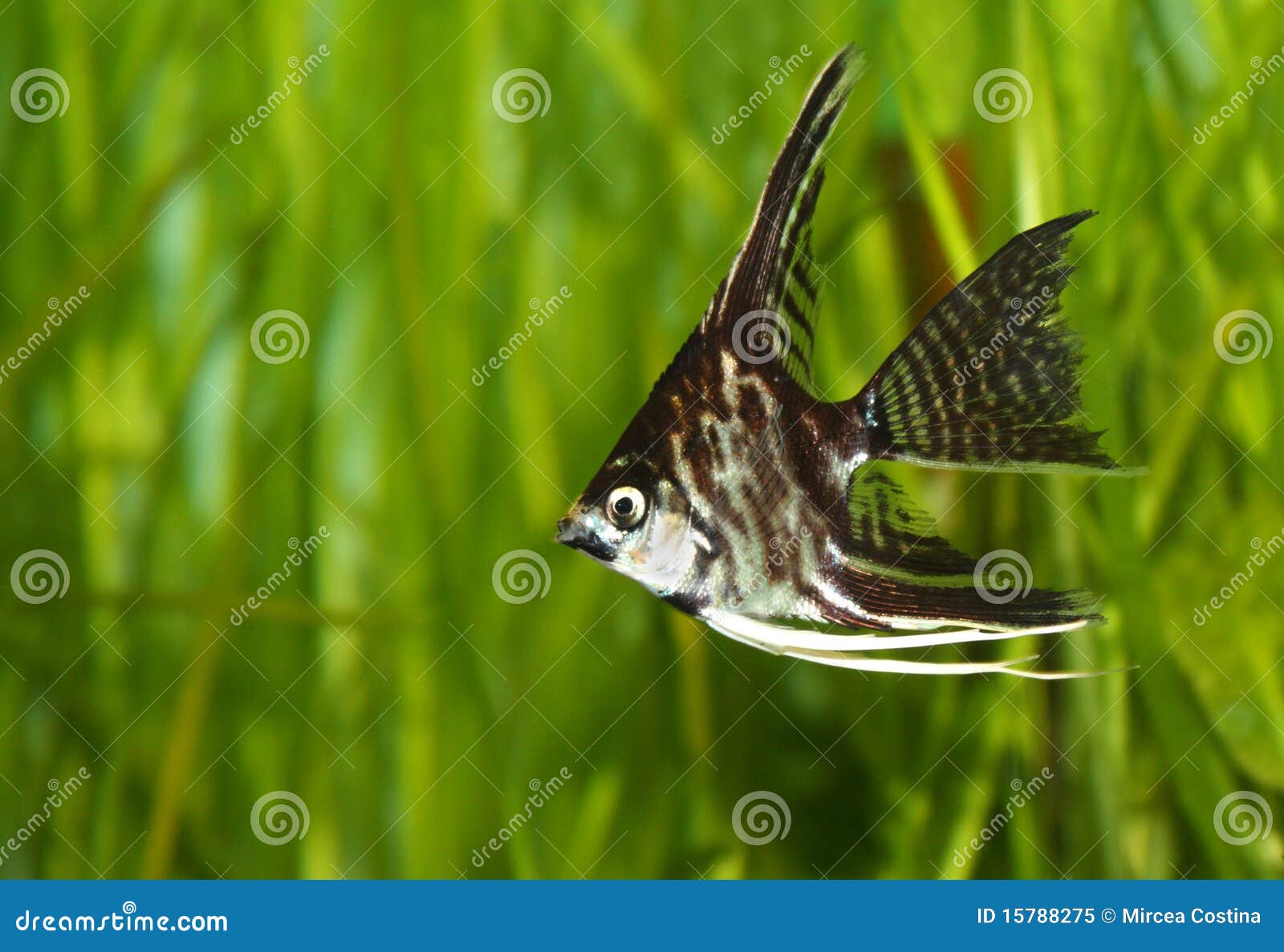 Angel fish stock image. Image of cichlidae, animals, pterophyllum ...