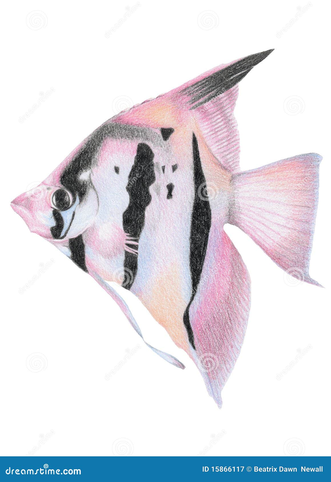 Angel Fish stock illustration. Illustration of color - 15866117