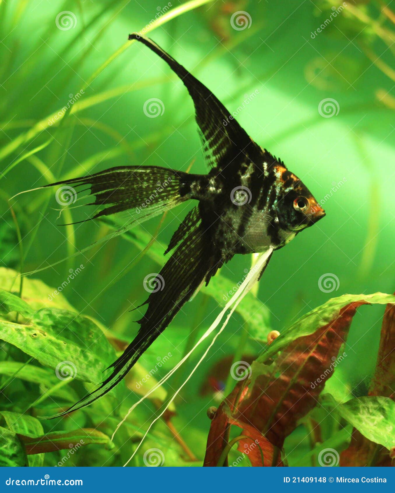 Angel fish stock photo. Image of angelfish, cichlidae - 21409148