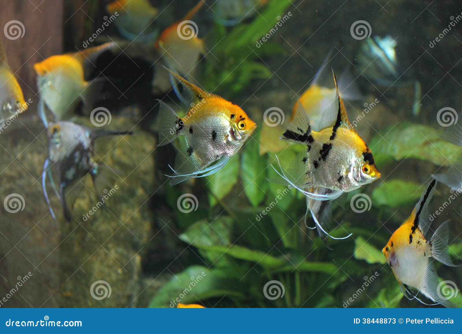 Angel Fish stock image. Image of angle, pretty, tropical - 38448873