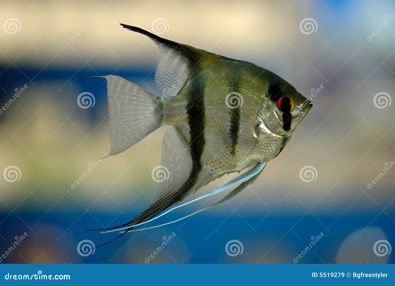 Angel fish stock image. Image of dive, aquarium, underwater - 5519279