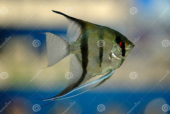 Angel fish stock image. Image of dive, aquarium, underwater - 5519279