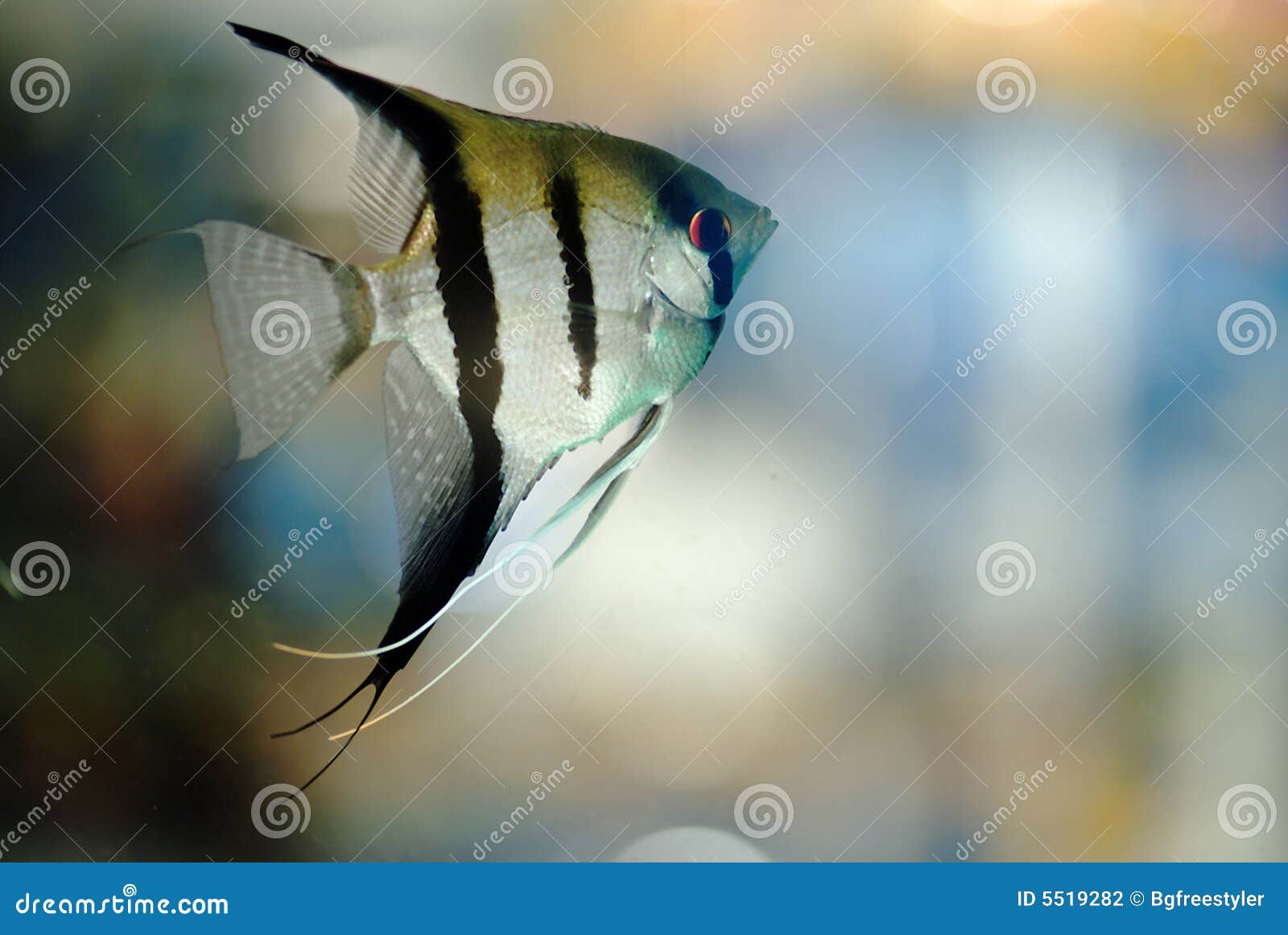 Angel Fish Stock Photography - Image: 5519282