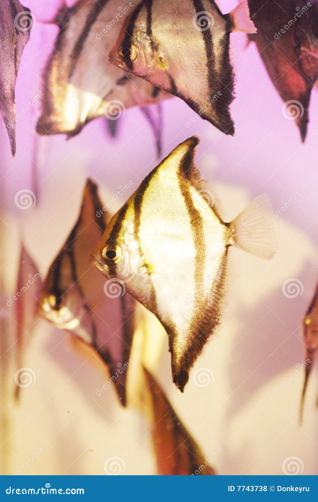 The angel fish stock photo. Image of common, silence, soft - 7743738