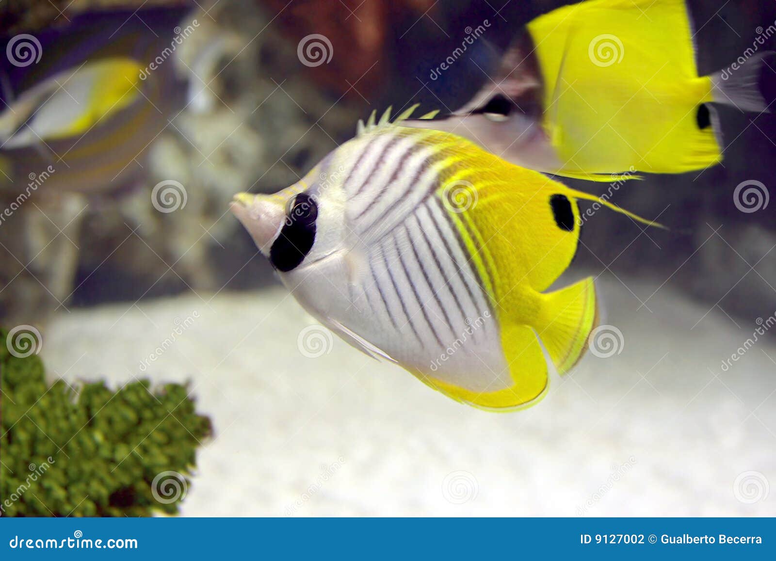 Angel Fish stock photo. Image of angel, gold, deep, animals - 9127002