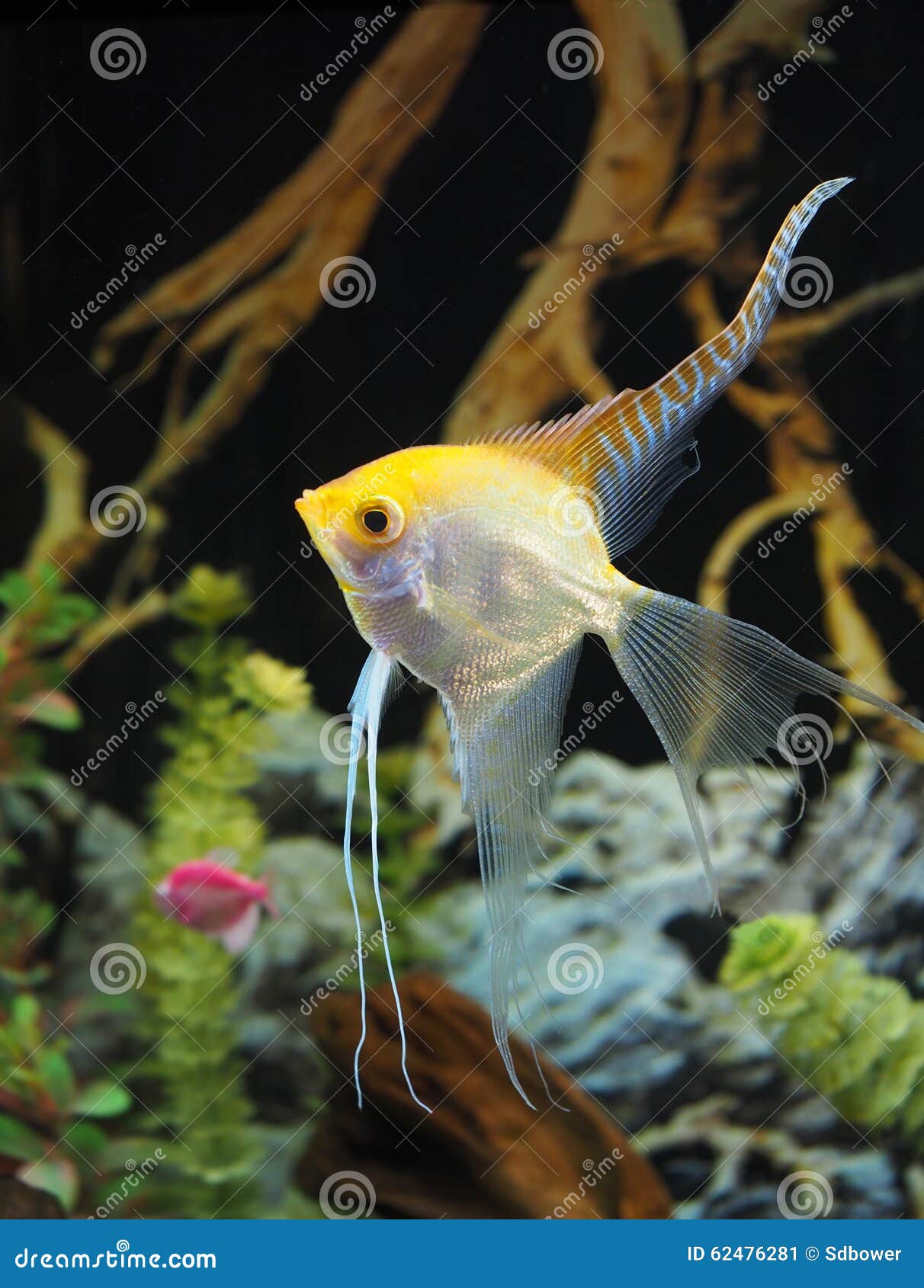Angel Fish Amarillo En Un Acuario Imagen de archivo - Imagen de ...