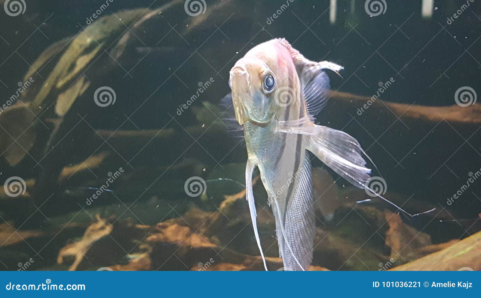Angel fish stock image. Image of blind, fish, fishtank - 101036221