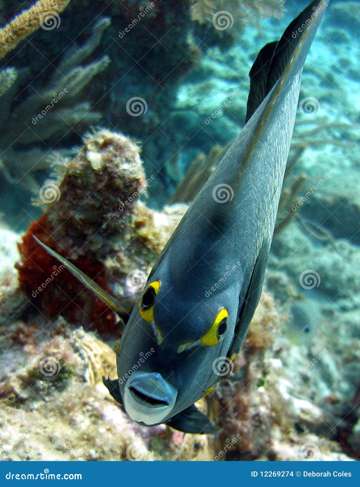 Angel Fish Or Royal Angelfish (Pygoplites Diacanthus) At The Red Sea ...