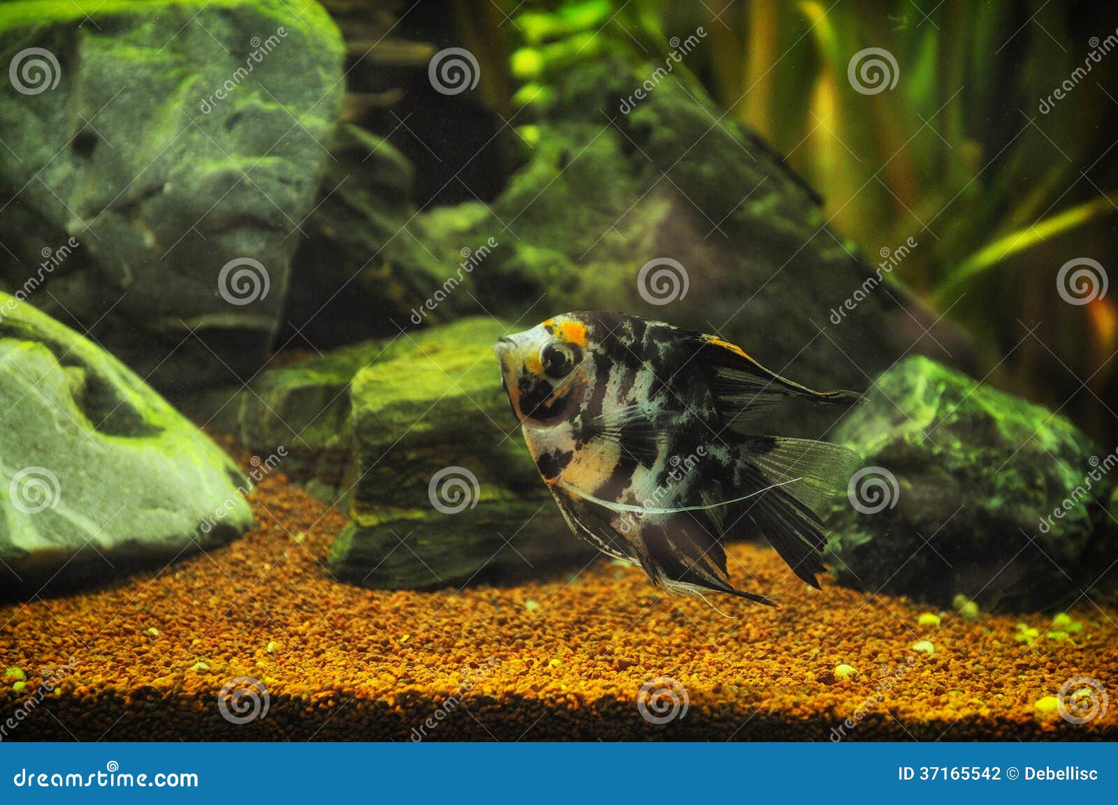 Angel Fish in Home Aquarium Stock Photo - Image of scale, tropical ...