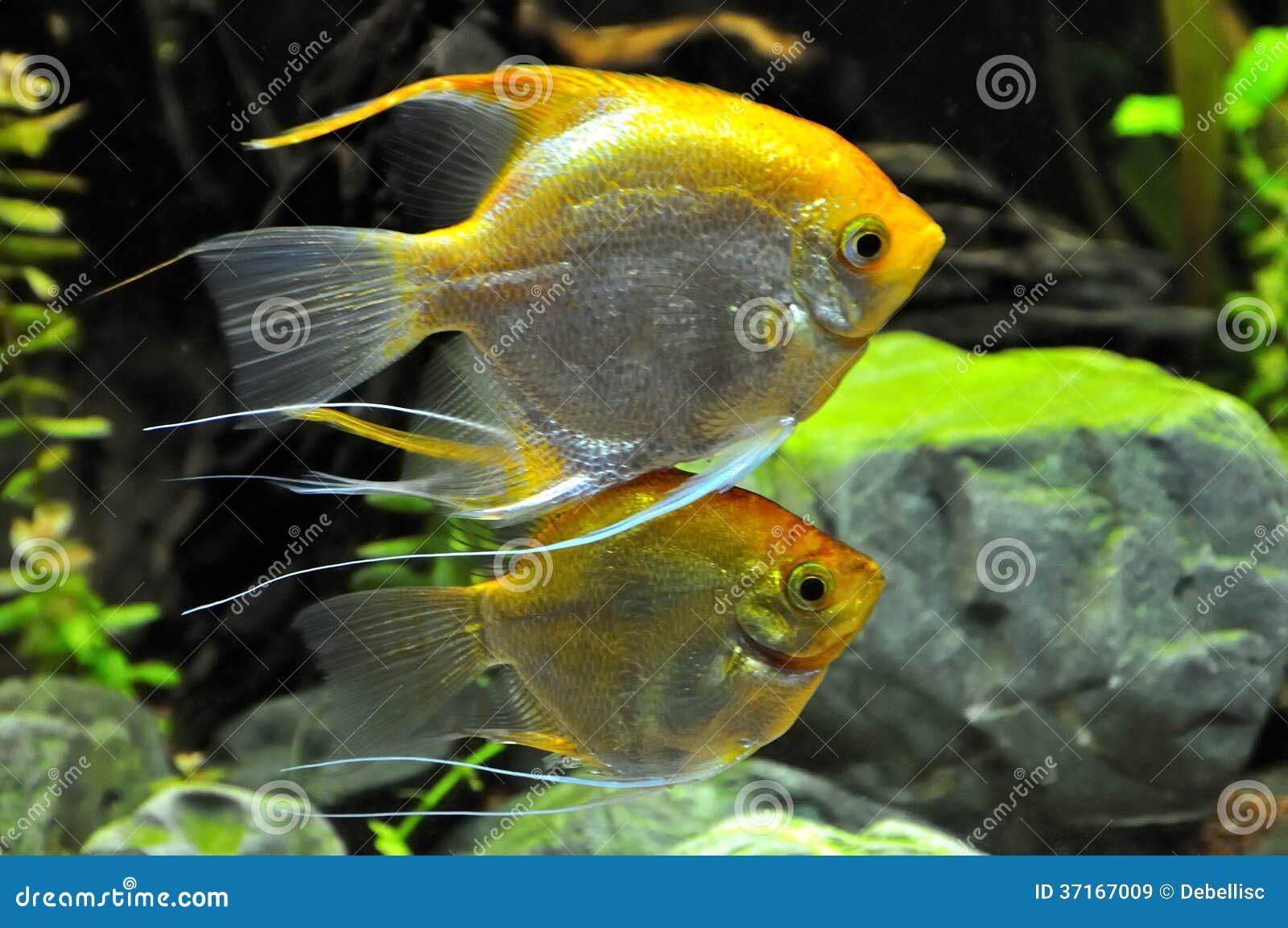 Angel Fish in Home Aquarium Stock Image - Image of fish, pterophyllum ...
