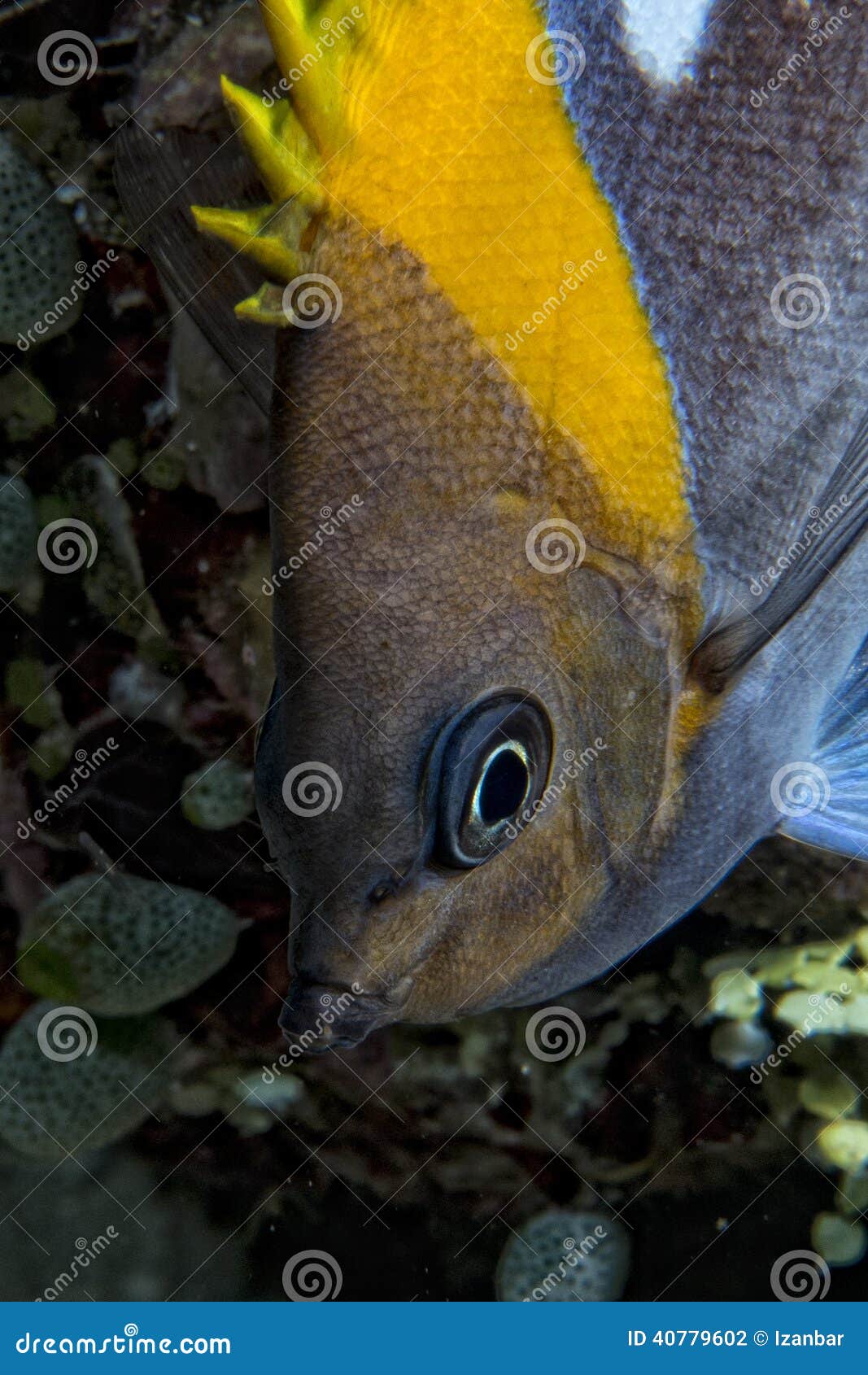 Angel fish looking at you stock photo. Image of alcyonarian - 40779602
