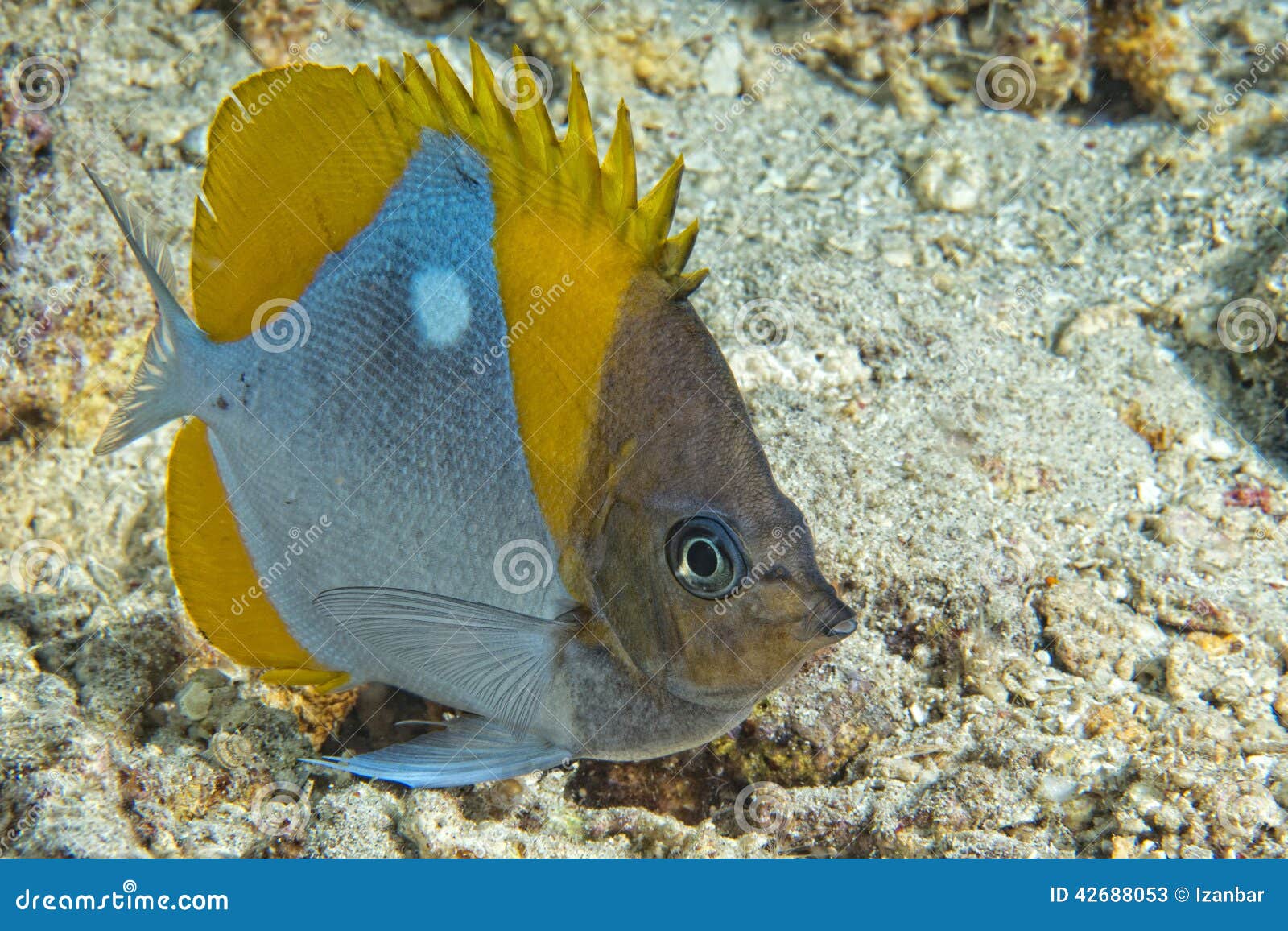 Angel Fish Looking You Stock Photos - Free & Royalty-Free Stock Photos ...