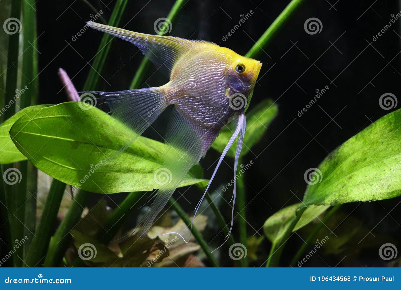 Angel Fish on a Planted Tank Stock Photo - Image of plant, swimming ...