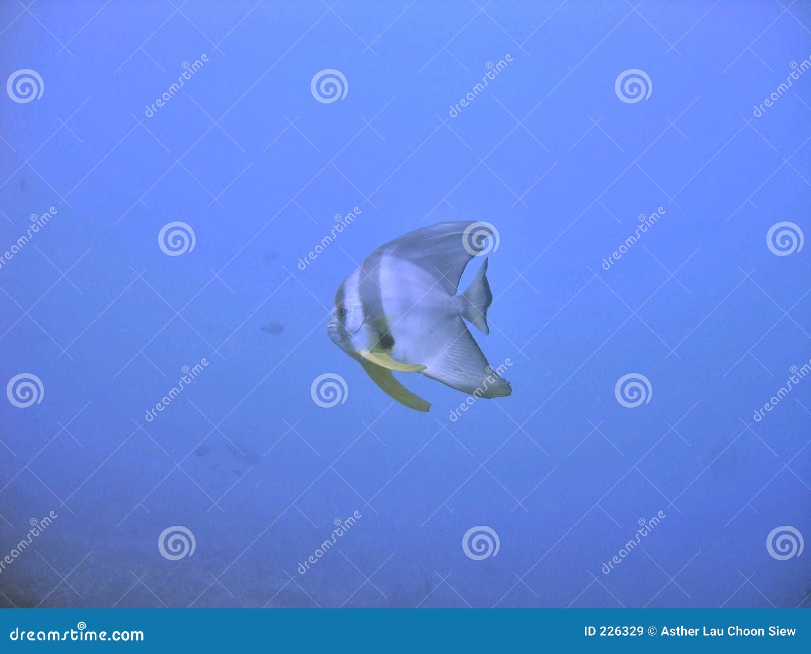Angel fish underwater stock image. Image of underwater - 226329