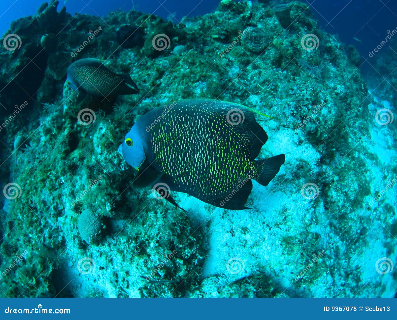 Angel fish underwater stock photo. Image of caribbean - 9367078