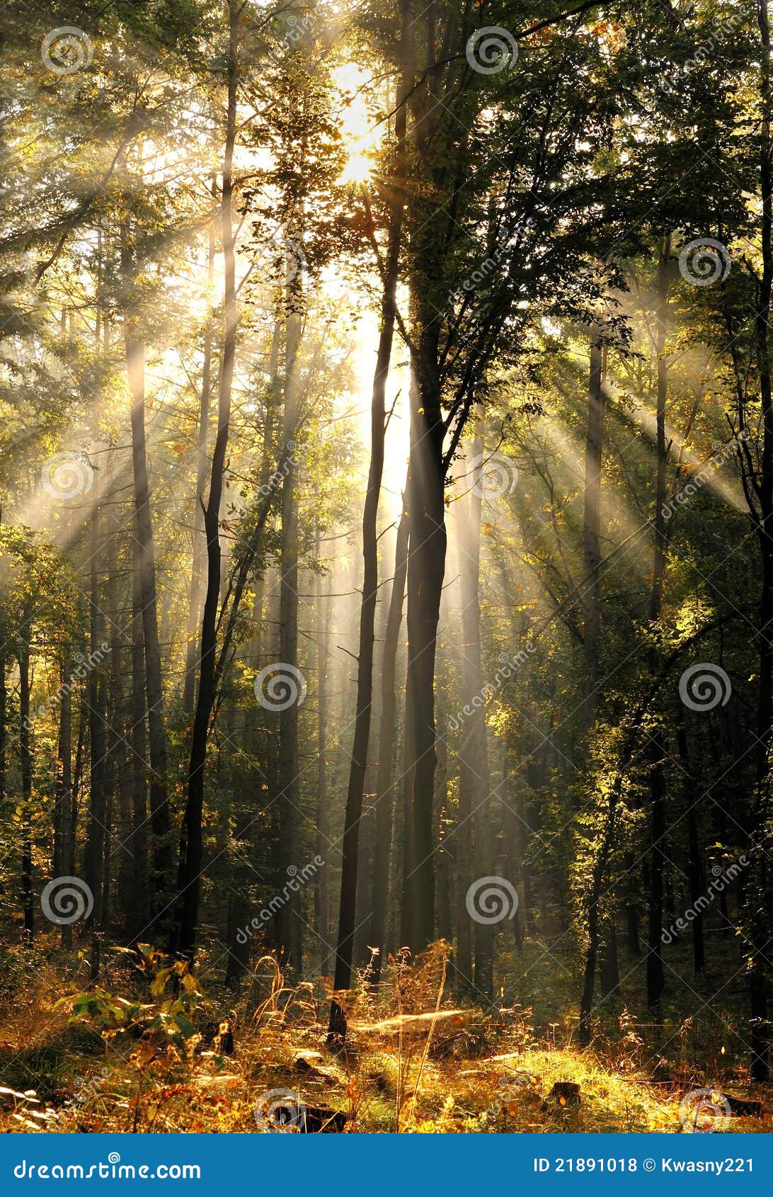 Angel in the forest stock photo. Image of enviromen, landscape - 21891018
