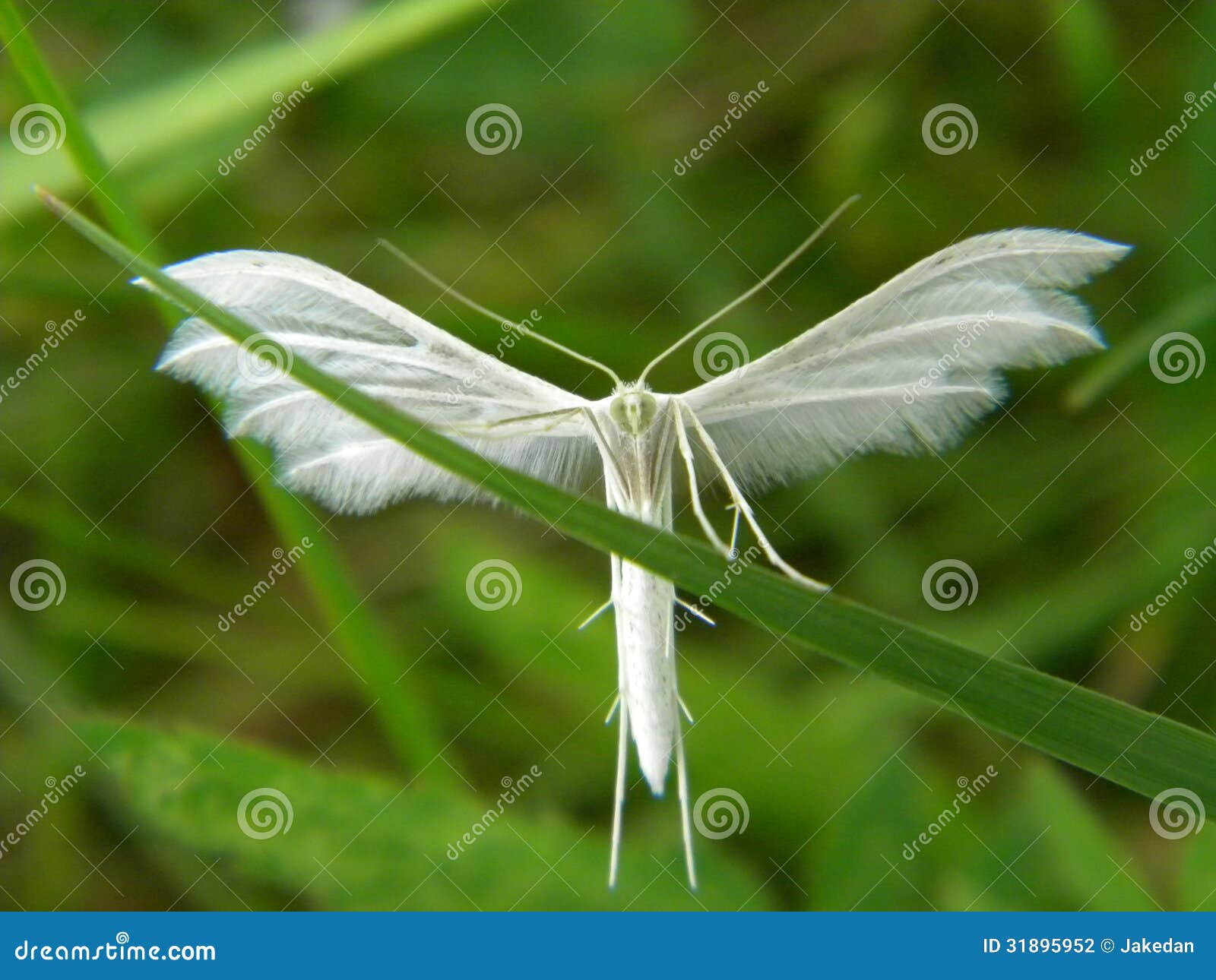 Angel Insect Stock Photography - Image: 31895952