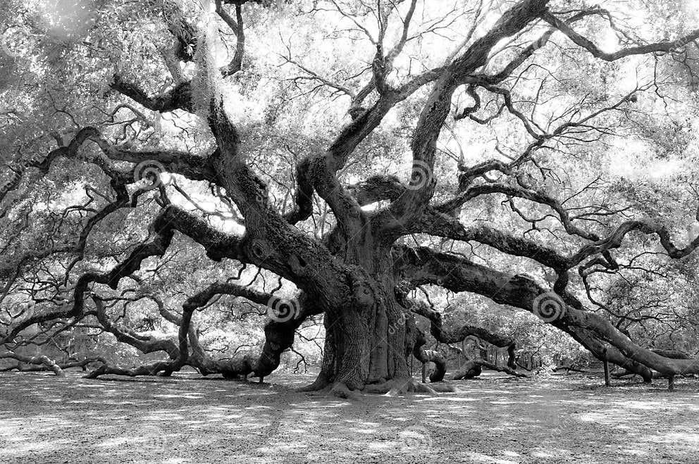 Angel Oak stock image. Image of moss, johns, carolina - 23671357