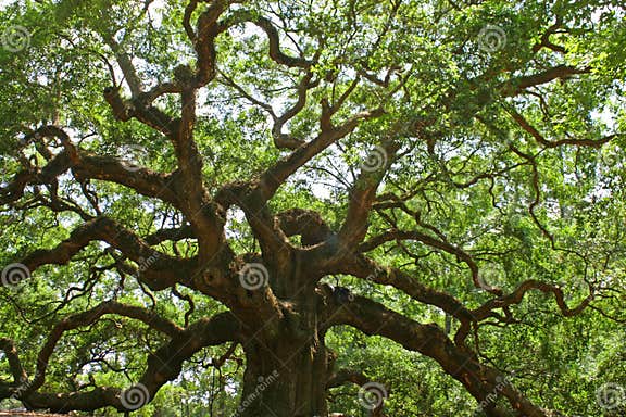 Angel Oak stock image. Image of trees, abstract, wood - 7100895