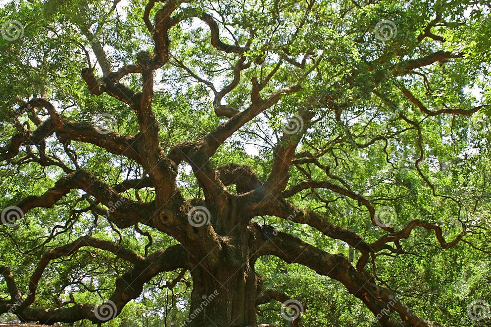 Angel Oak stock image. Image of trees, abstract, wood - 7100895