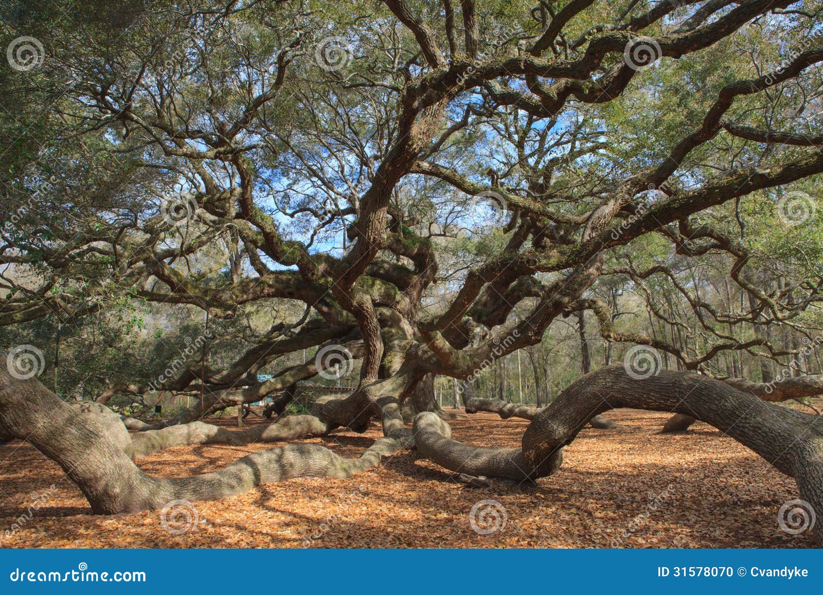 Charleston South Carolina Tree