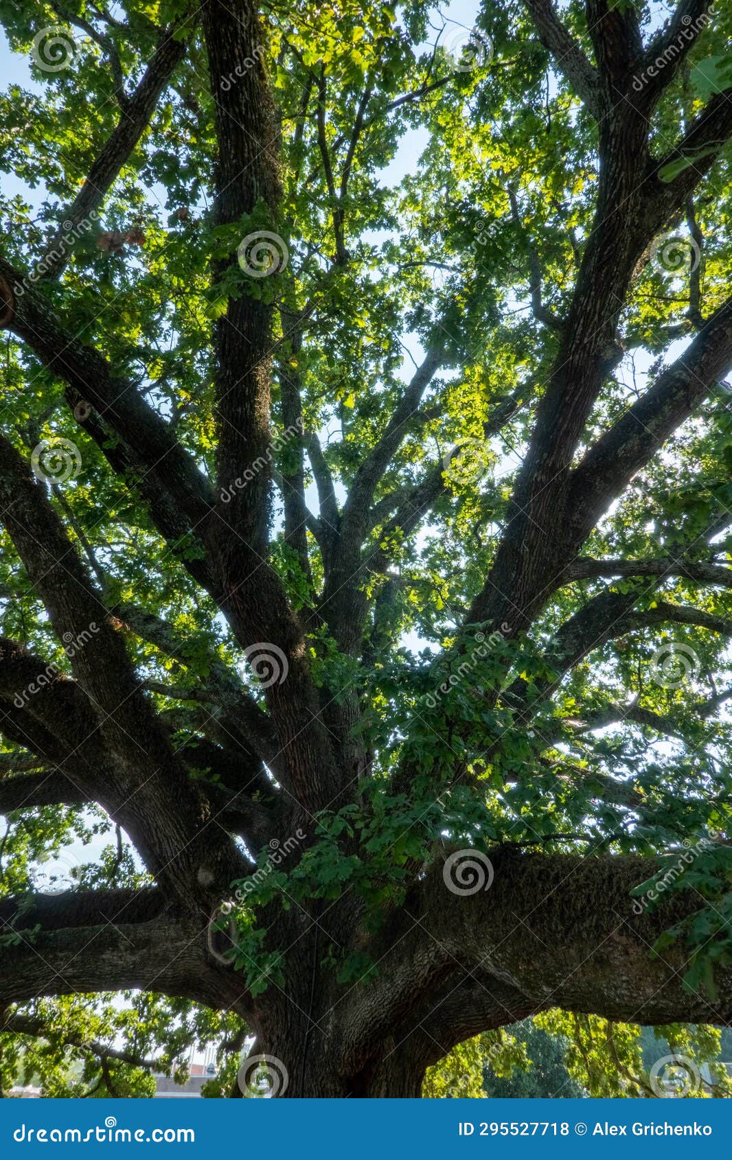 Angel Oak Live Oak Tree at Clemson Campus Stock Photo - Image of ...