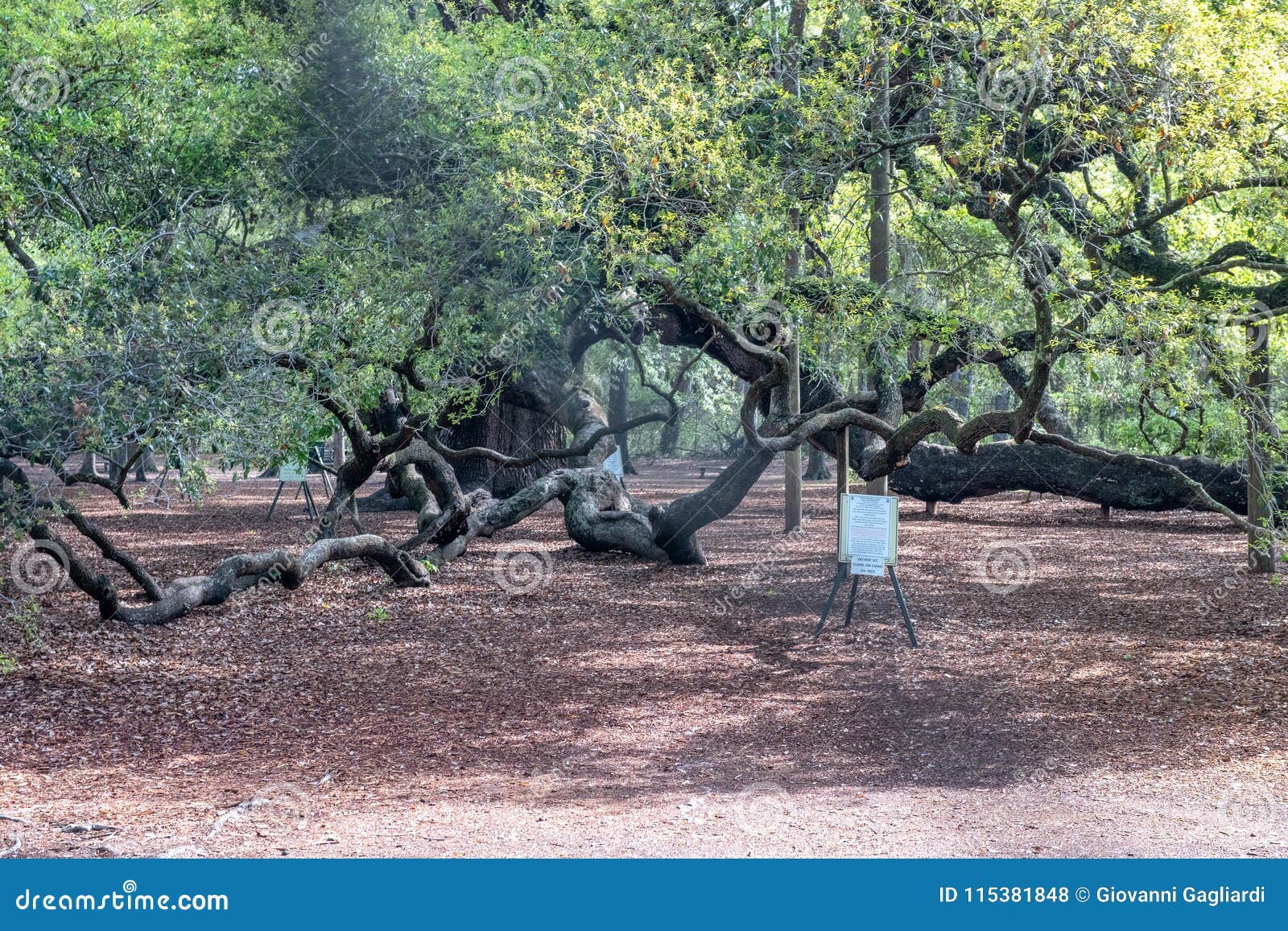 Angel Oak Tree in Charleston, SC Stock Photo - Image of ancient ...