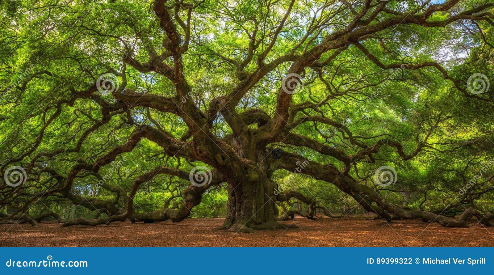 Angel Oak Tree Panorama stockfoto. Bild von zweige, baum - 89399322