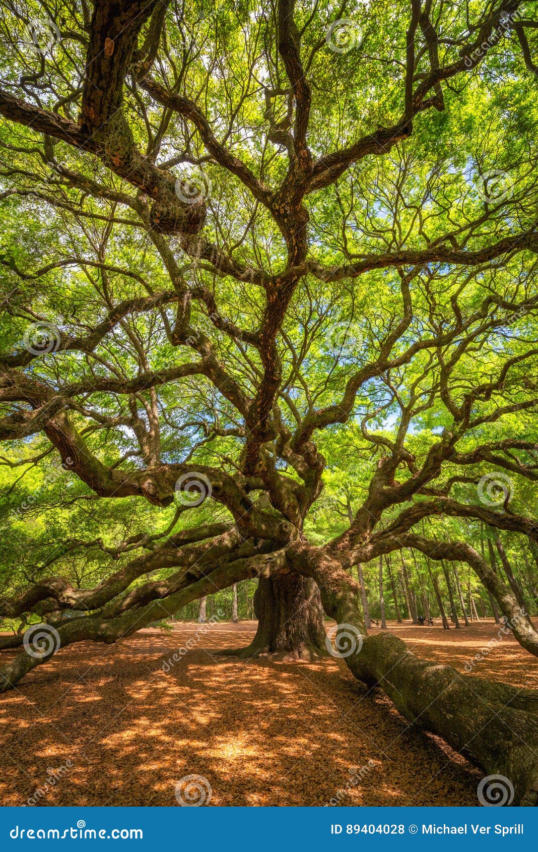 Angel Oak Tree Twisting Branches Stock Photo - Image of historic ...