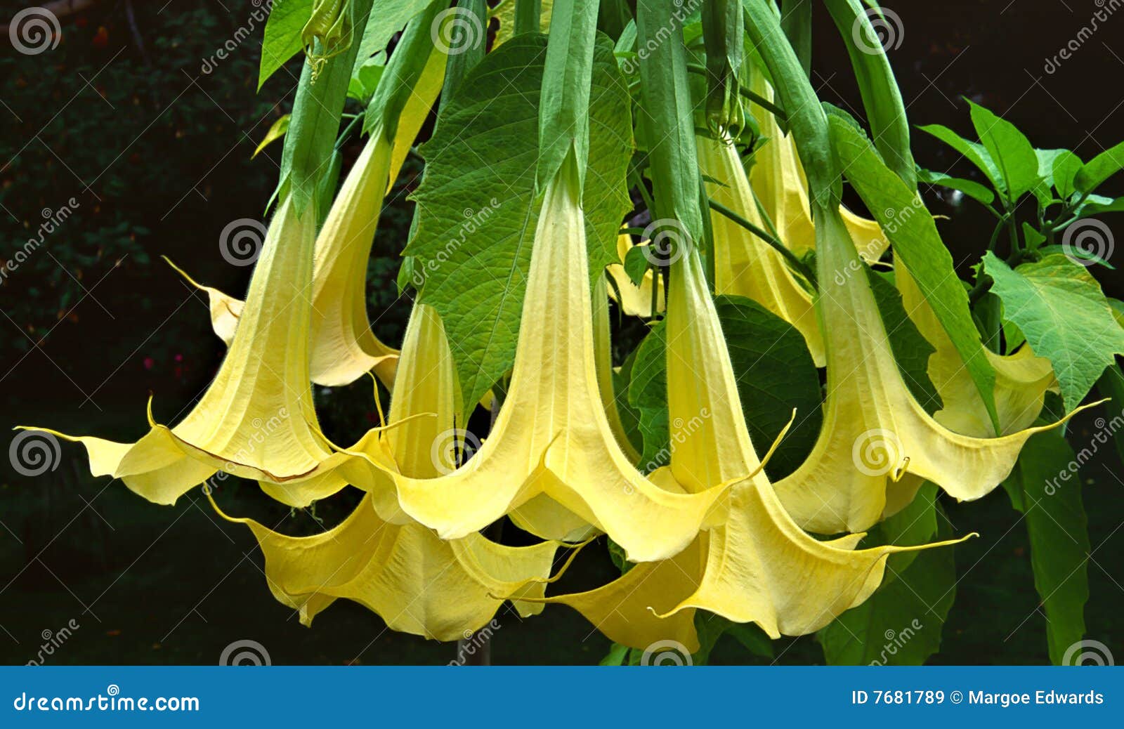 Angel s trumpet flower stock image. Image of conservatory - 7681789