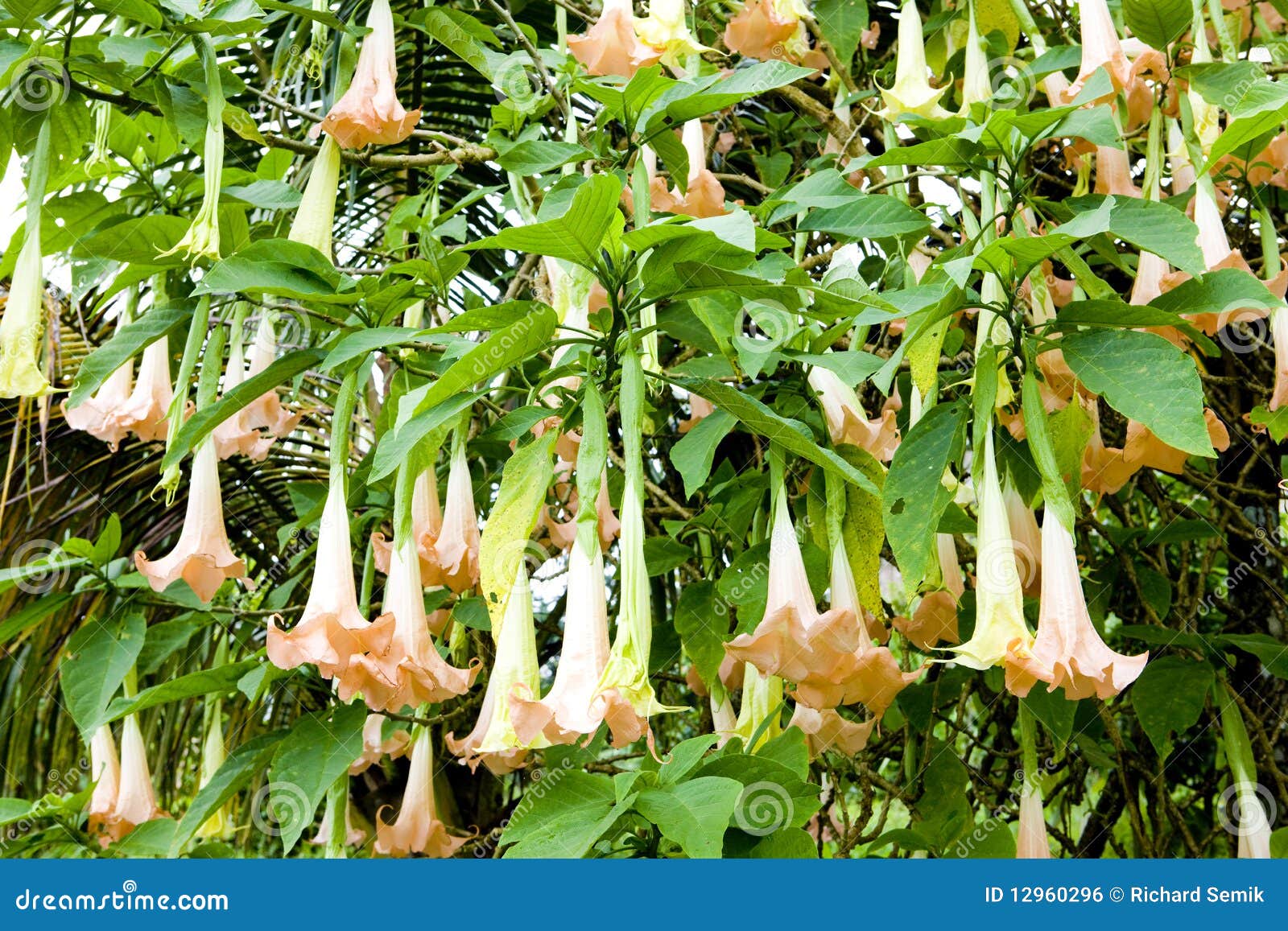 Angel s trumpets stock photo. Image of greater, outside - 12960296