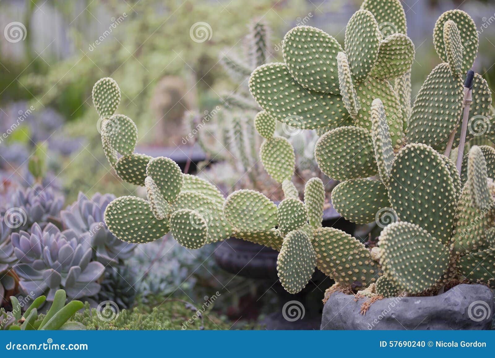 Angel s Wing Cactus stock photo. Image of arid, microdasys - 57690240