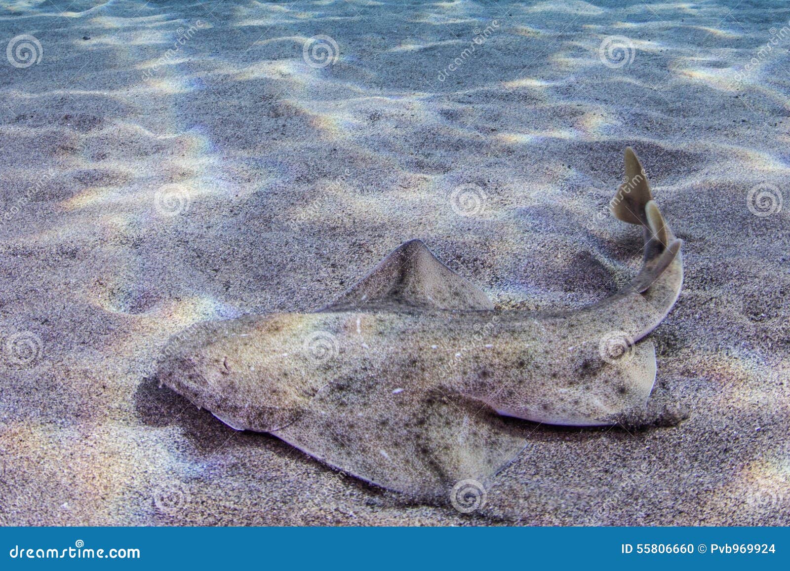 Angel shark stock photo. Image of sandy, scuba, ocean - 55806660