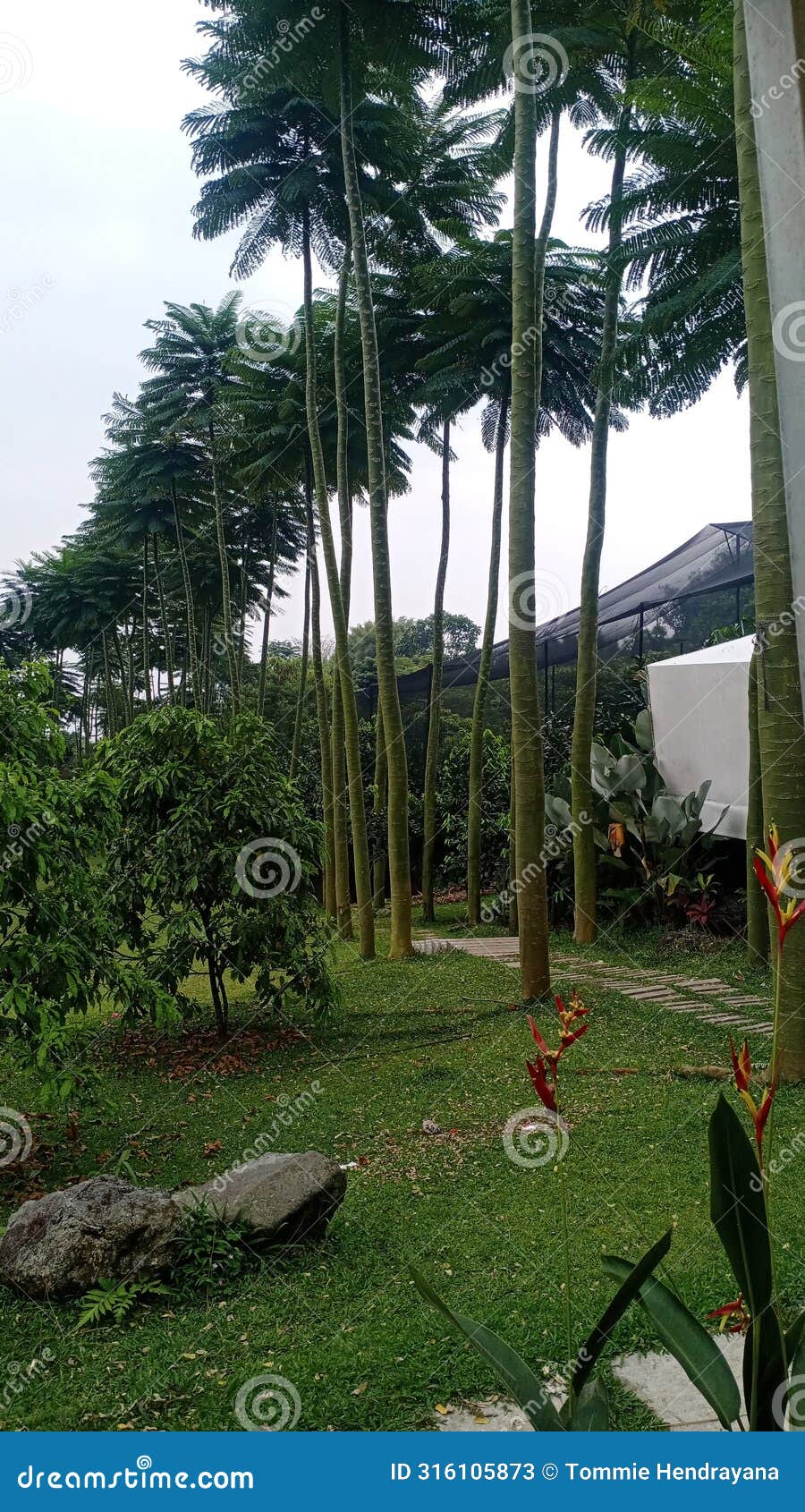 Angel side capture stock image. Image of plantation - 316105873