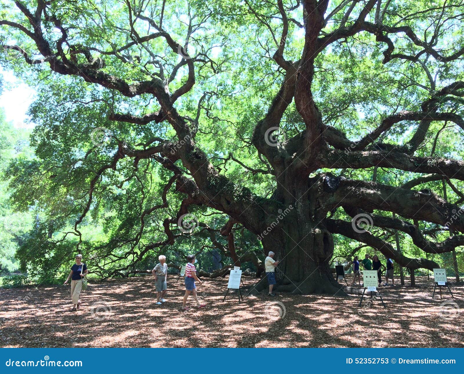 Angel Tree image stock. Image du deciduous, ressort, herbe - 52352753