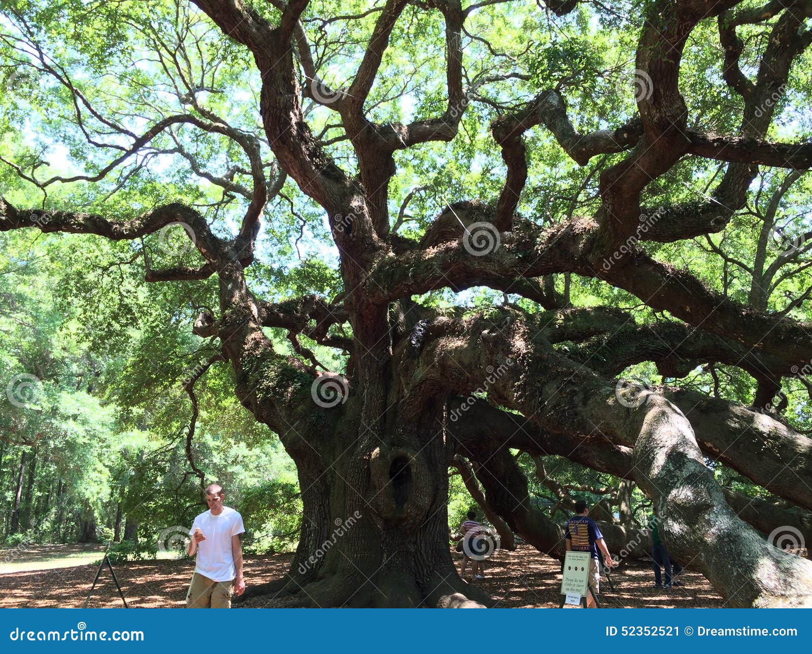 Angel Tree editorial photo. Image of charleston, carolina - 52352521