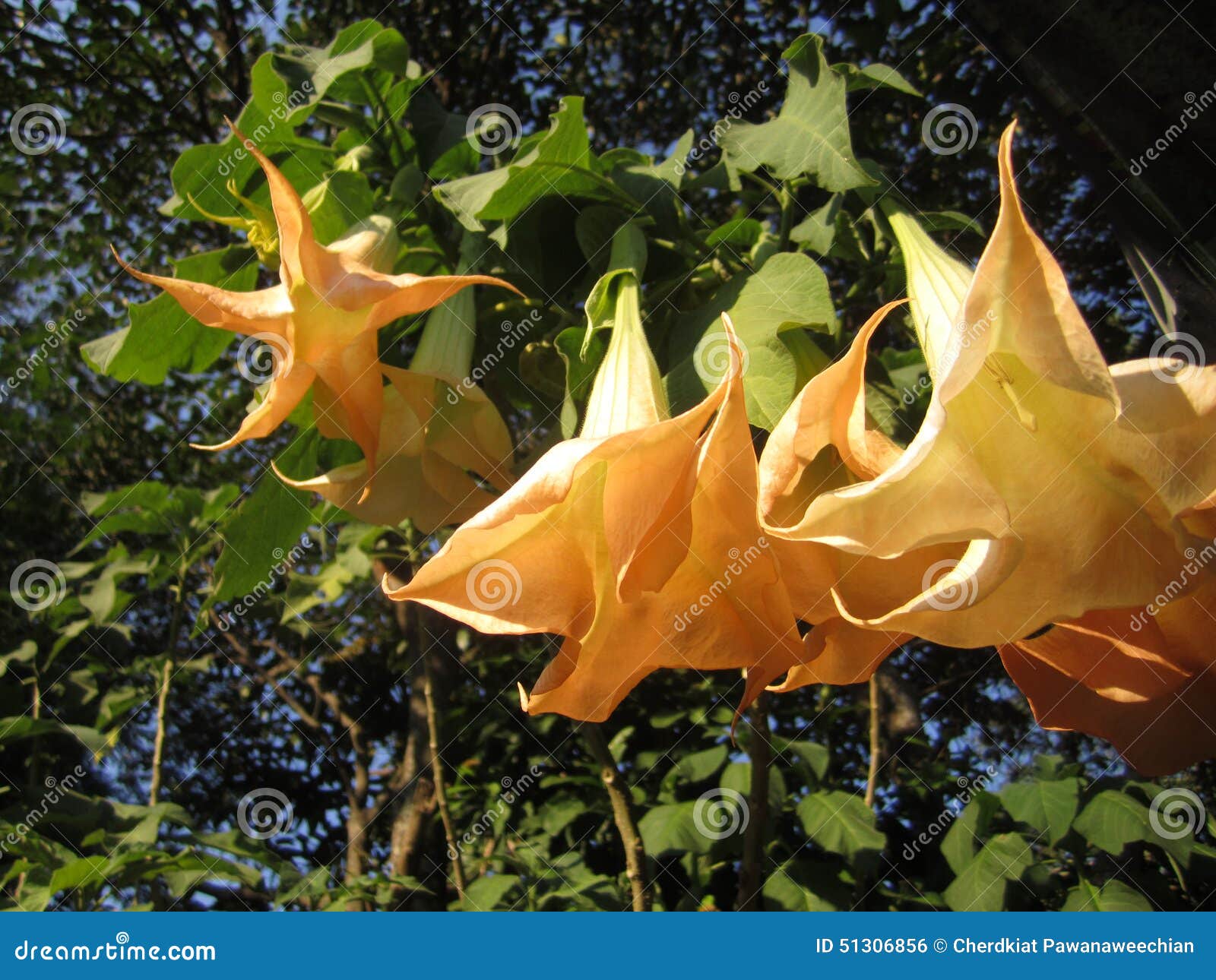 Angel trumpet flowers stock photo. Image of angel, exotic - 51306856