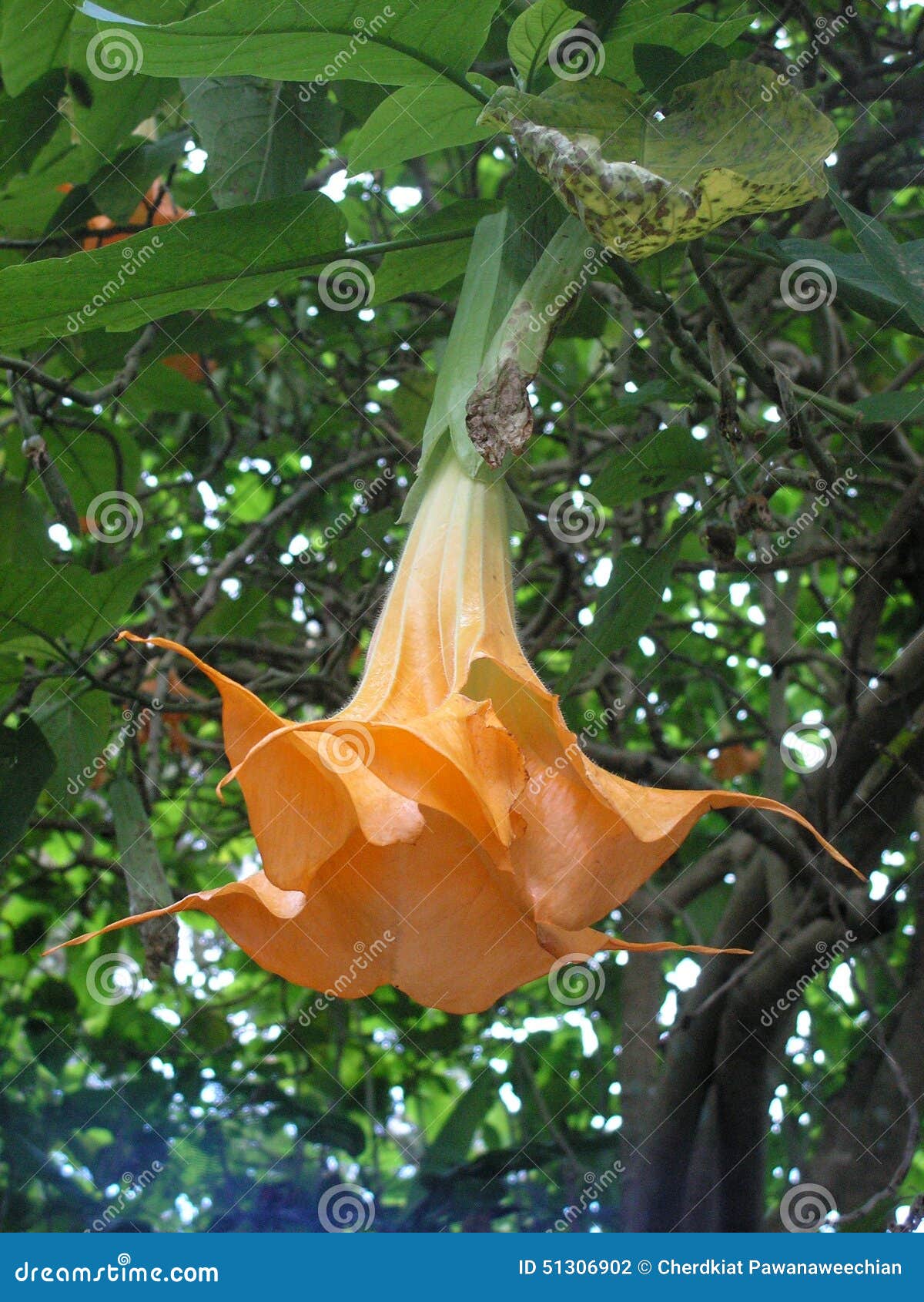 Angel trumpet flowers stock photo. Image of botany, arrangement - 51306902