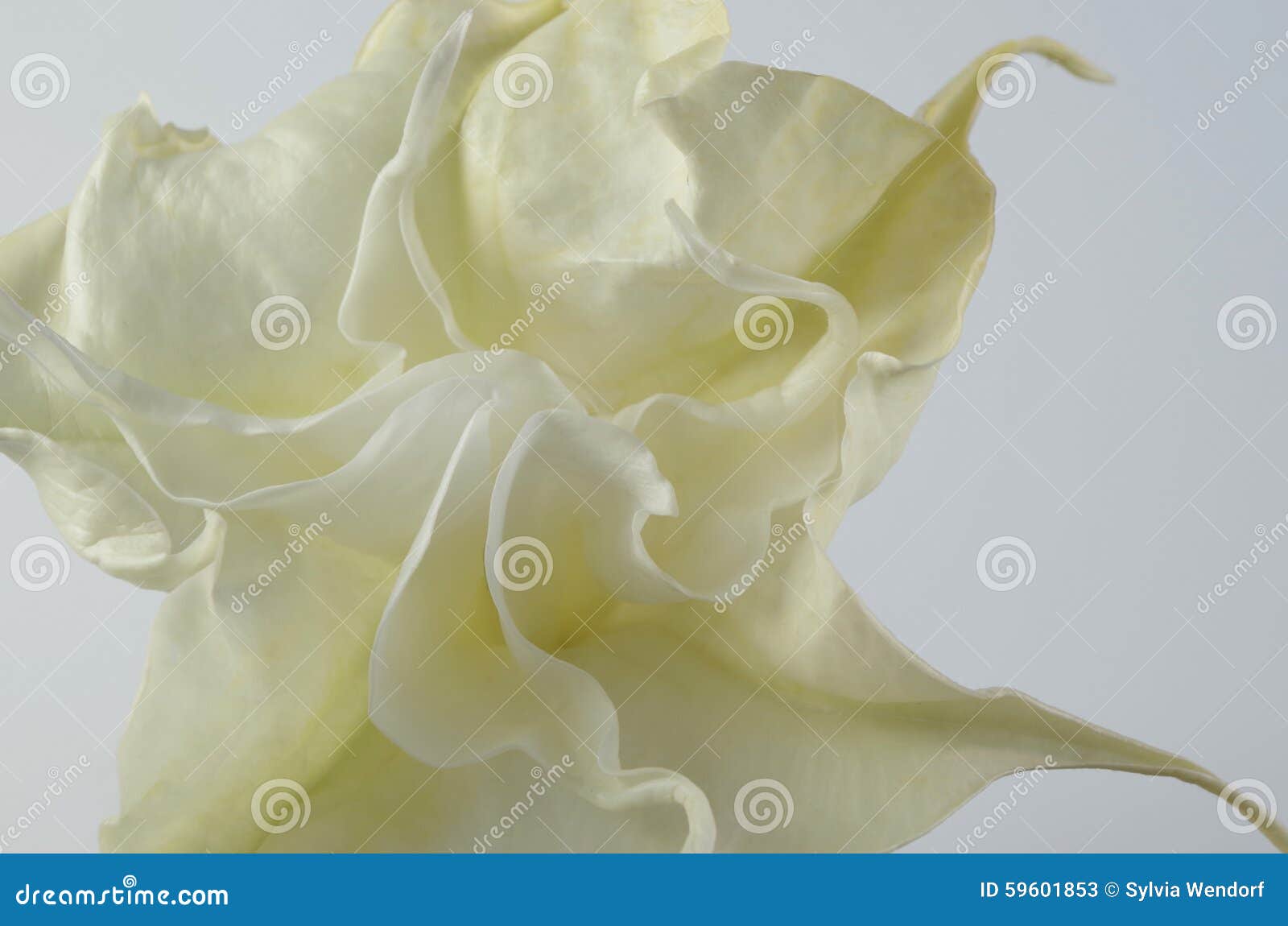 Angel trumpet stock image. Image of trumpets, close, trumpet - 59601853