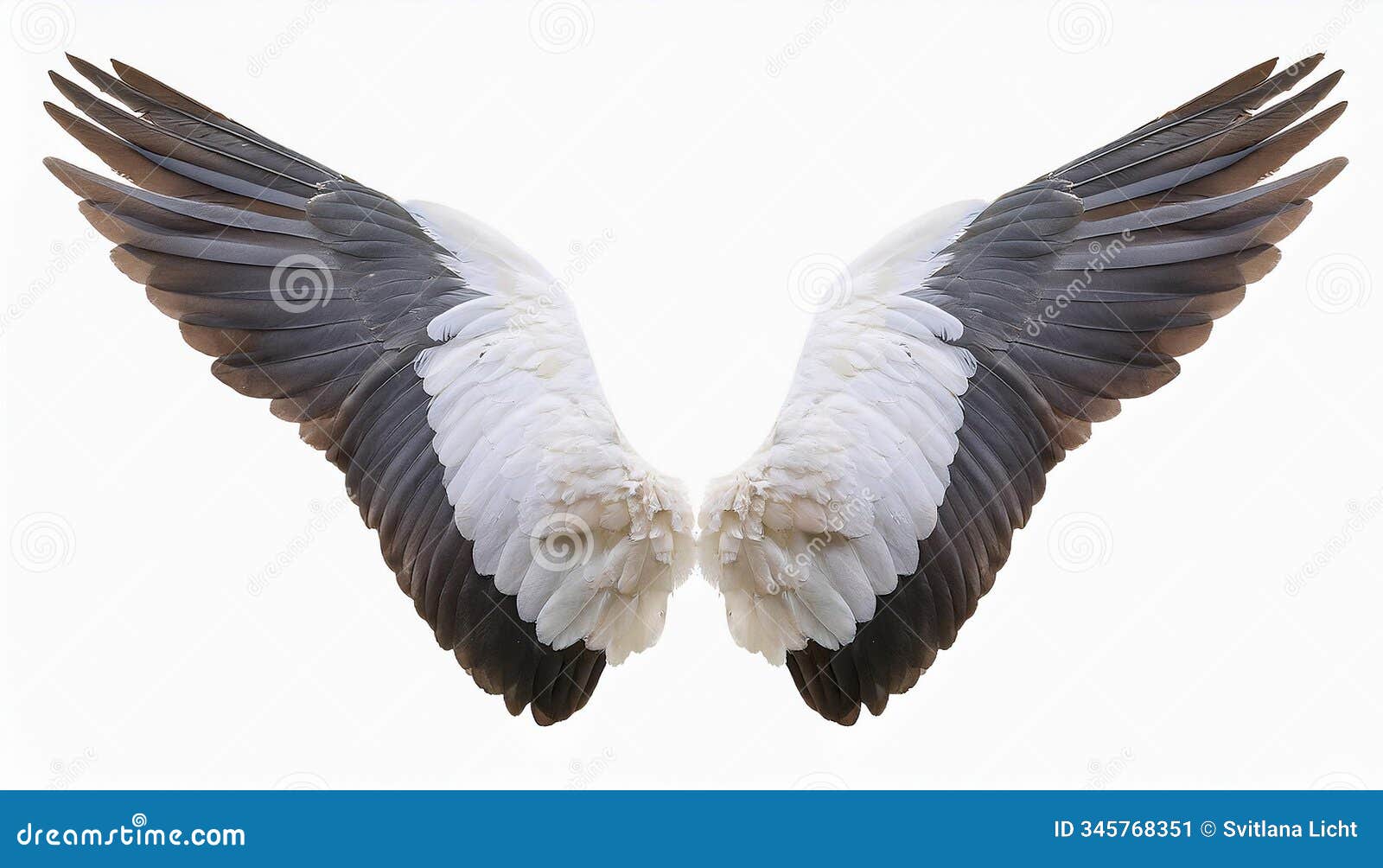 Angel Two Wings Cut Out, Isolated on White Background Stock Image ...