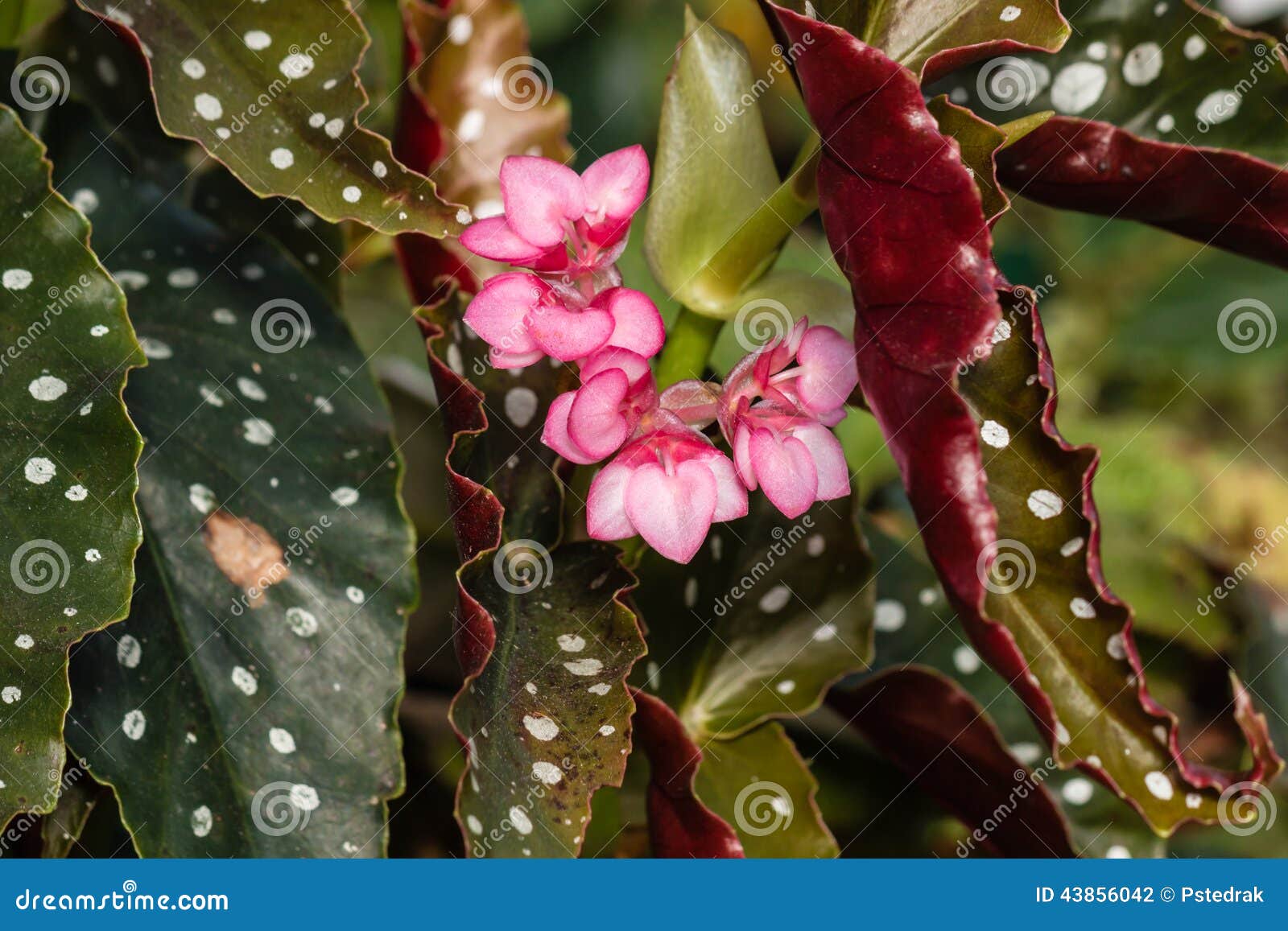 Angel wing begonia stock photo. Image of gardening, plant - 43856042