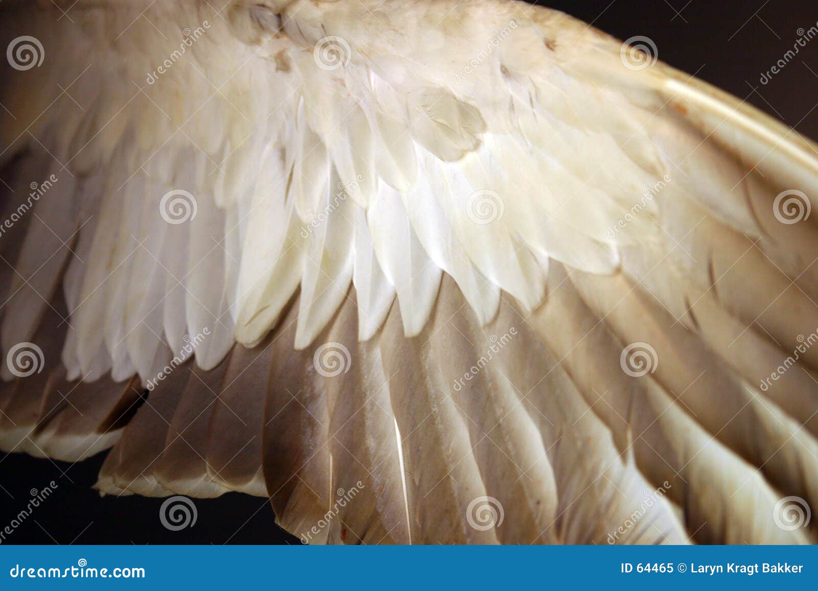 Angel Wing (bird Feathers from Below) Stock Image - Image of wingspan ...