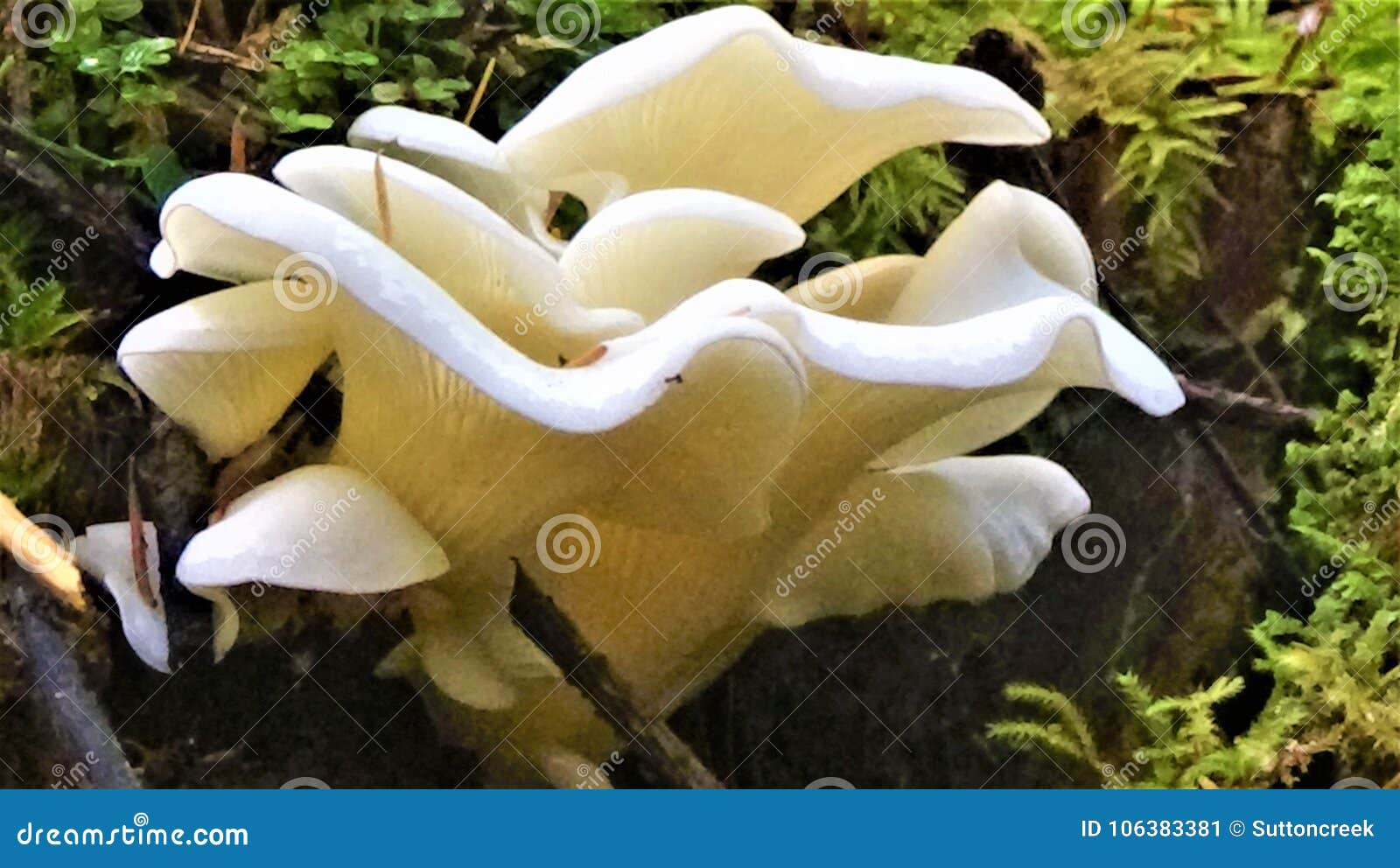 Angel Wing Mushrooms stock image. Image of mossy, forest - 106383381