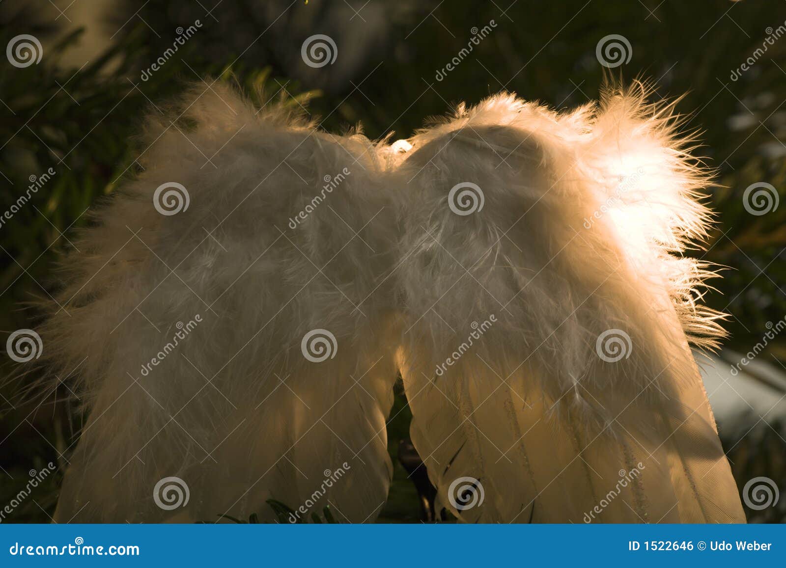 Angel wings stock photo. Image of decoration, angel, christmas - 1522646