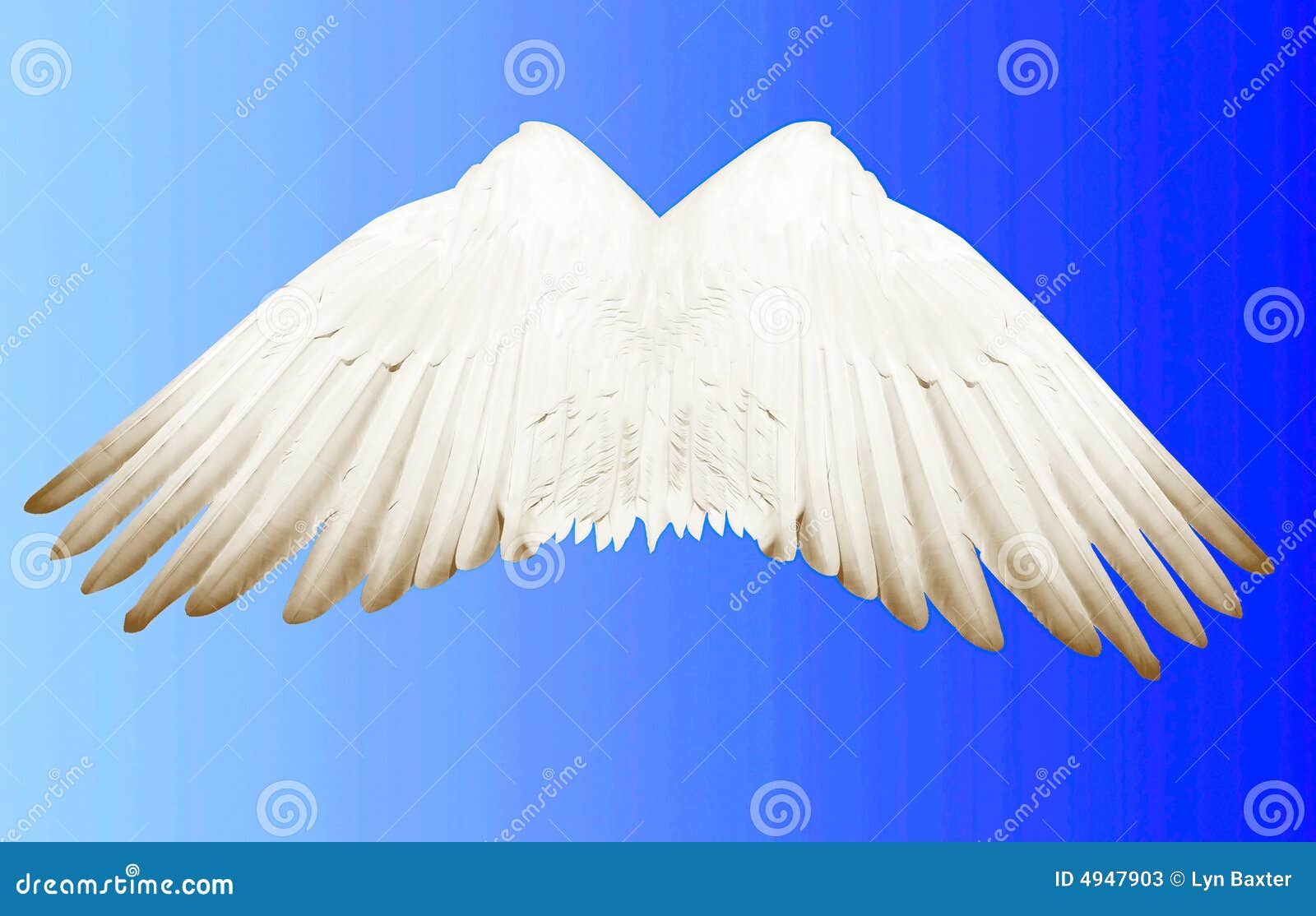Realistic Angel Wings Side View