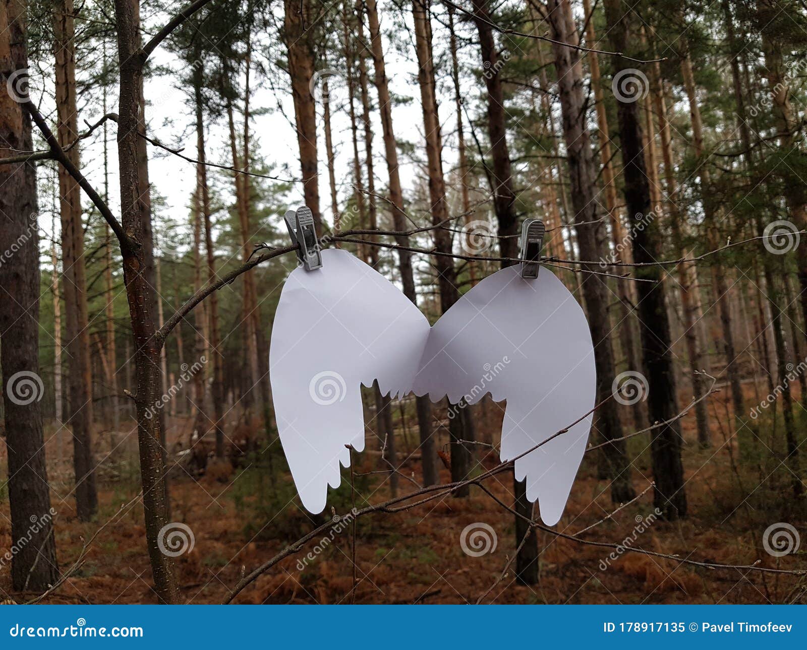 Angel Wings Hang on a Tree Against the Background Stock Image - Image ...