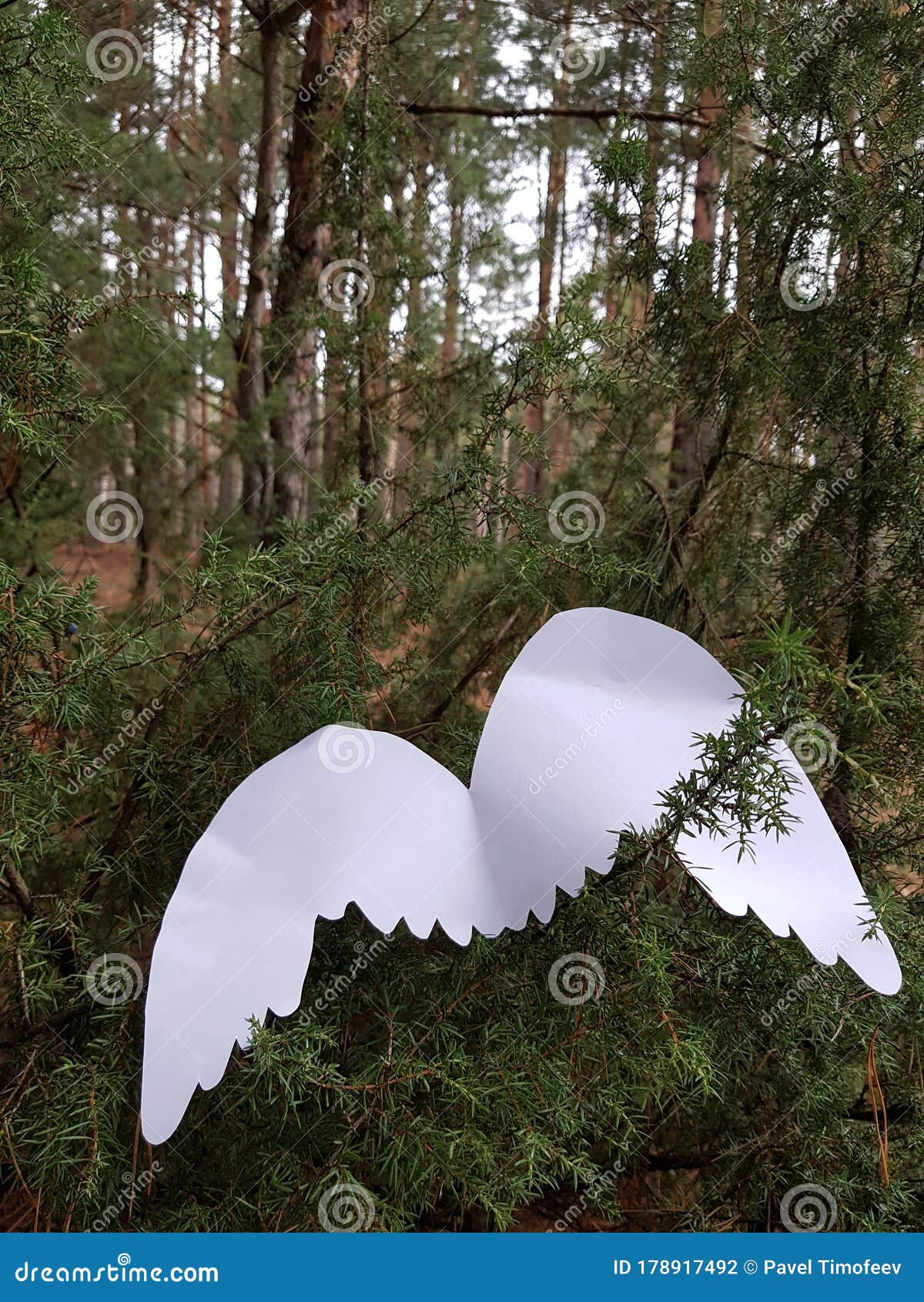 Angel Wings Hang on a Tree Against the Background Stock Photo - Image ...